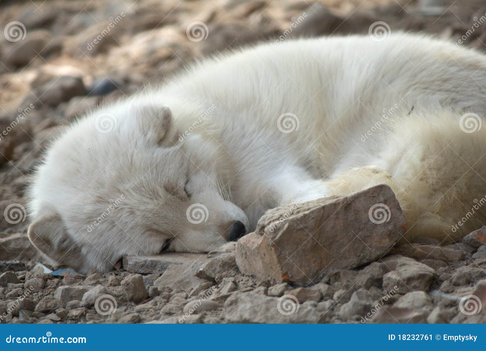 Zorro azul imagen de archivo. Imagen de ojos, zorro, amarillo - 18232761