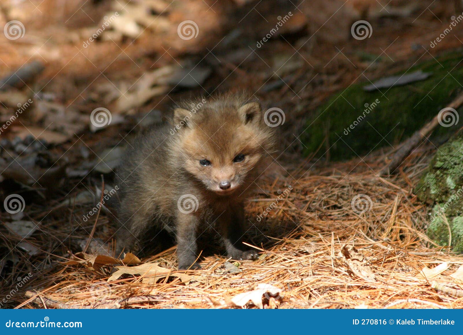 Zorro del bebé foto de archivo. Imagen de dulce, poco, parque - 270816
