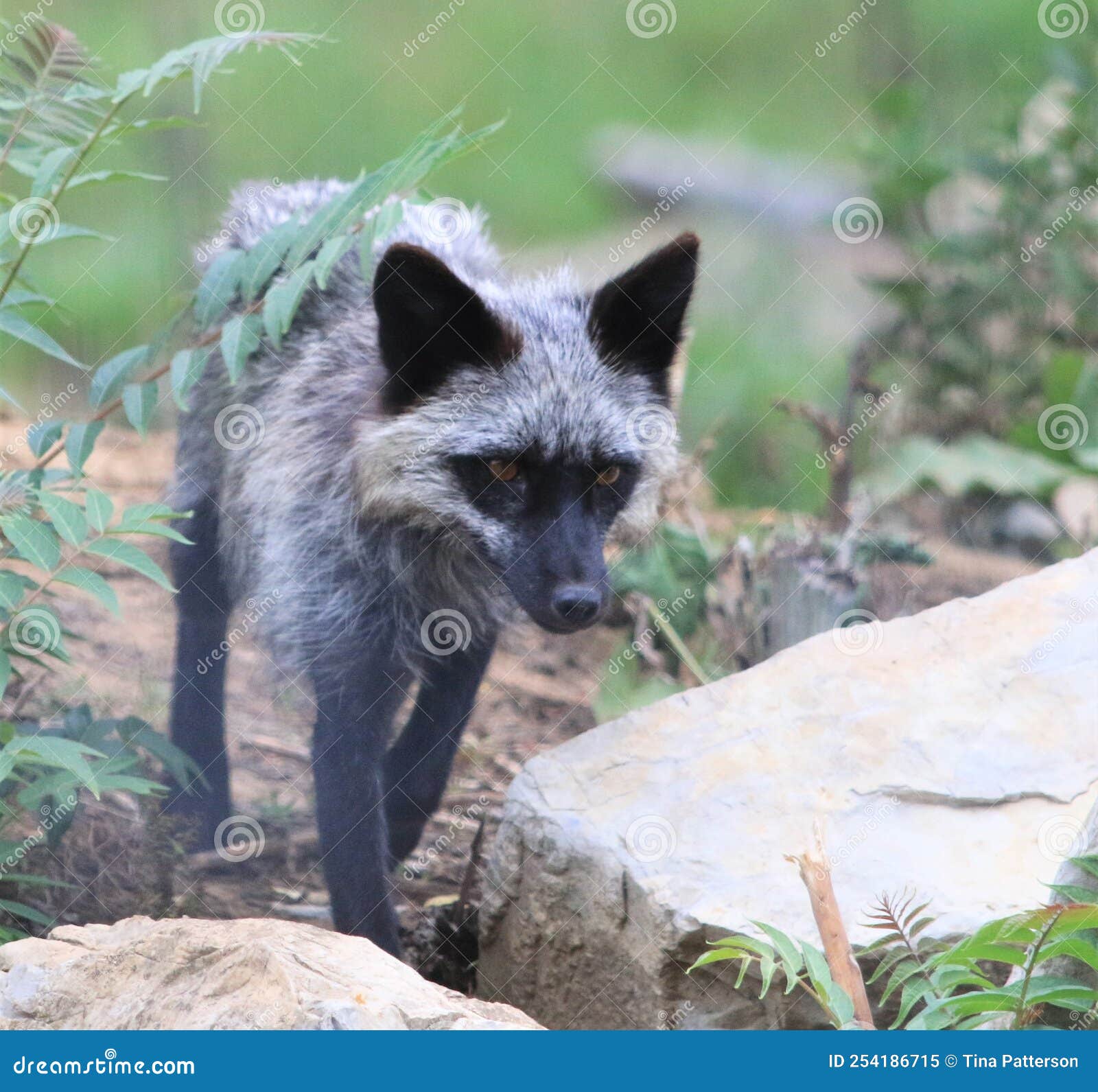 Zorro negro imagen de archivo. Imagen de hermoso, zorro - 254186715