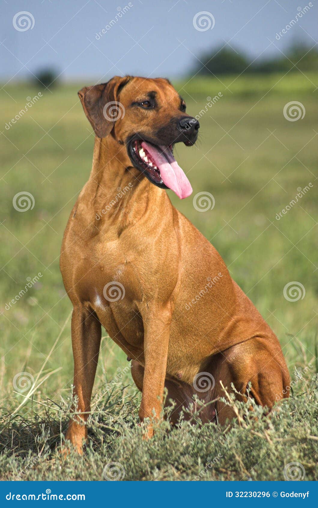 Zoya stock photo. Image of rodacopy, nalongo, outdoor - 32230296