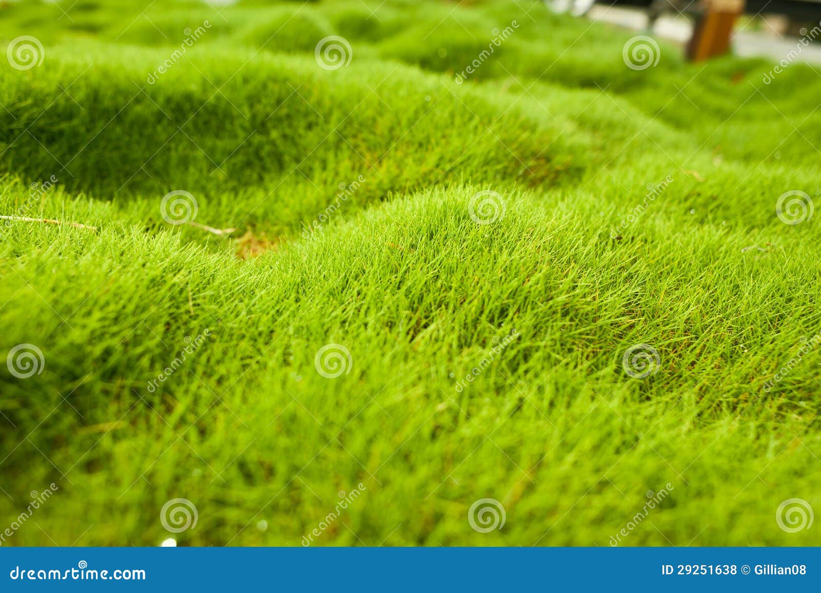 Zoysia grass stock photo. Image of backdrop, vegetation - 29251638