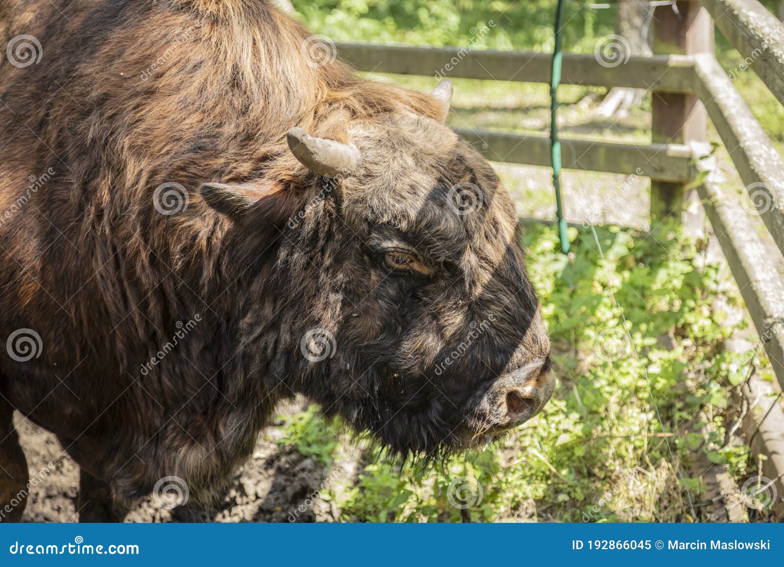 Zubron - Hybrid of Domestic Cattle and European Bison Stock Image ... Zubron - Hybrid of Domestic Cattle and European Bison Stock Image ...