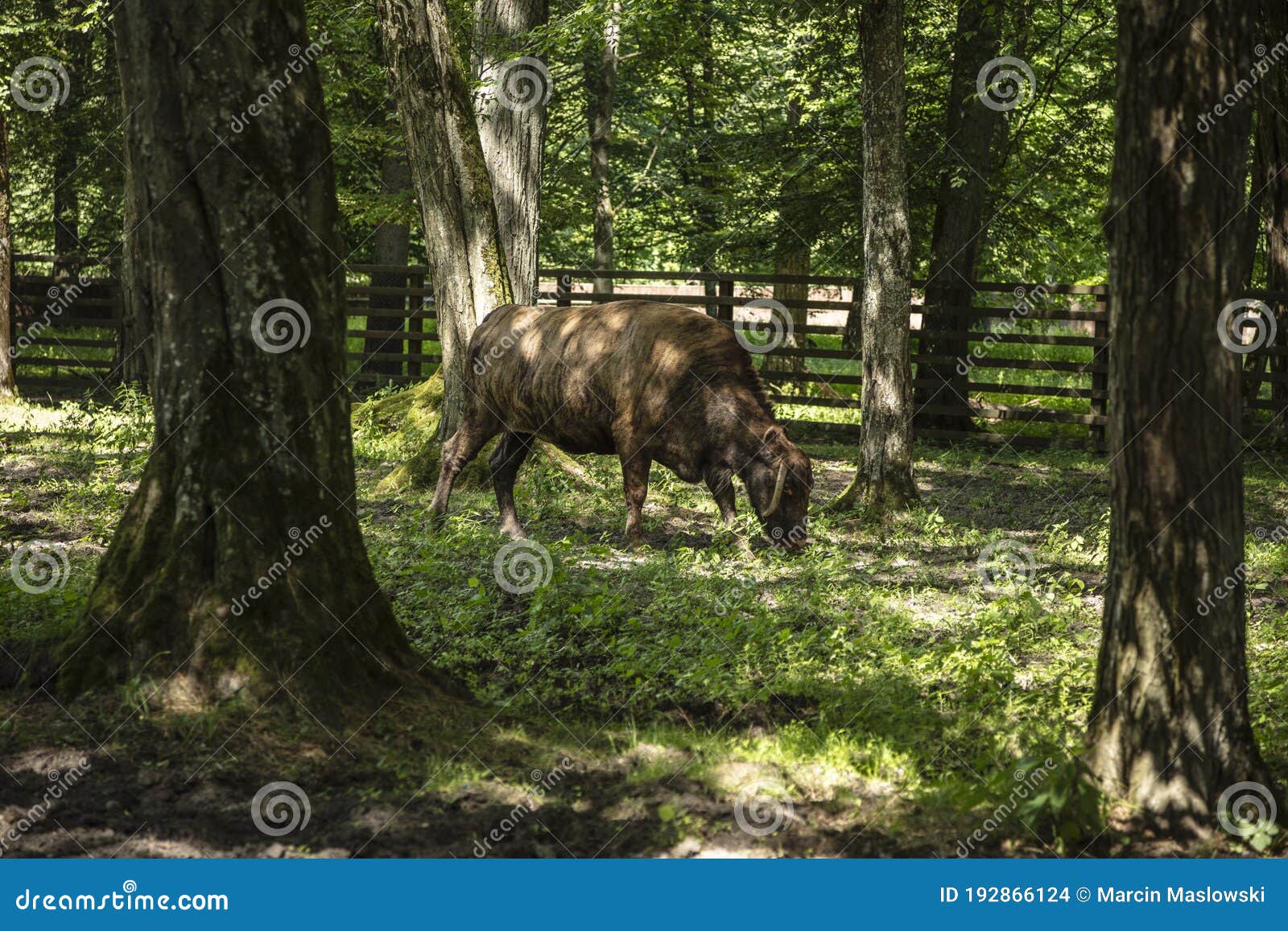 Zubron - Hybrid of Domestic Cattle and European Bison Stock Photo ... Zubron - Hybrid of Domestic Cattle and European Bison Stock Photo ...