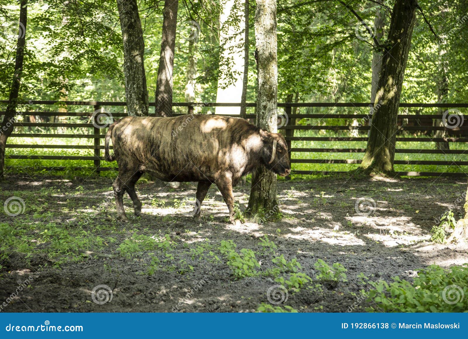Zubron - Hybrid of Domestic Cattle and European Bison Stock Photo ... Zubron - Hybrid of Domestic Cattle and European Bison Stock Photo ...