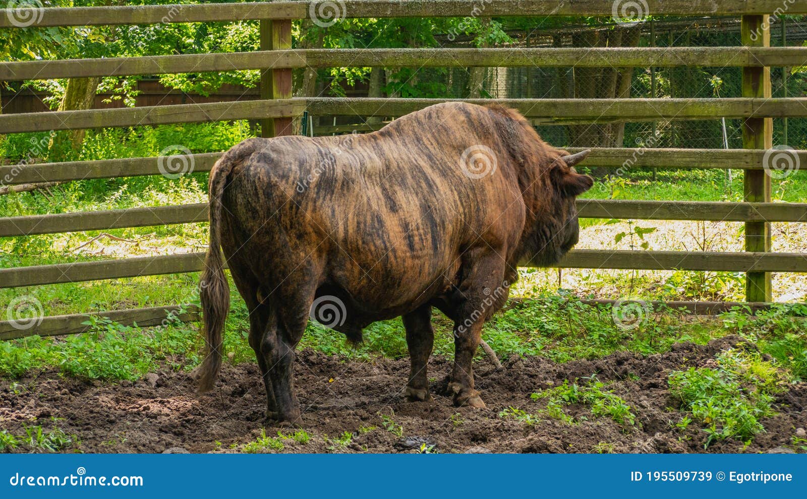 Zubron. a Hybrid of Domestic Cattle and Wisent Stock Image - Image of ... Zubron. a Hybrid of Domestic Cattle and Wisent Stock Image - Image of ...