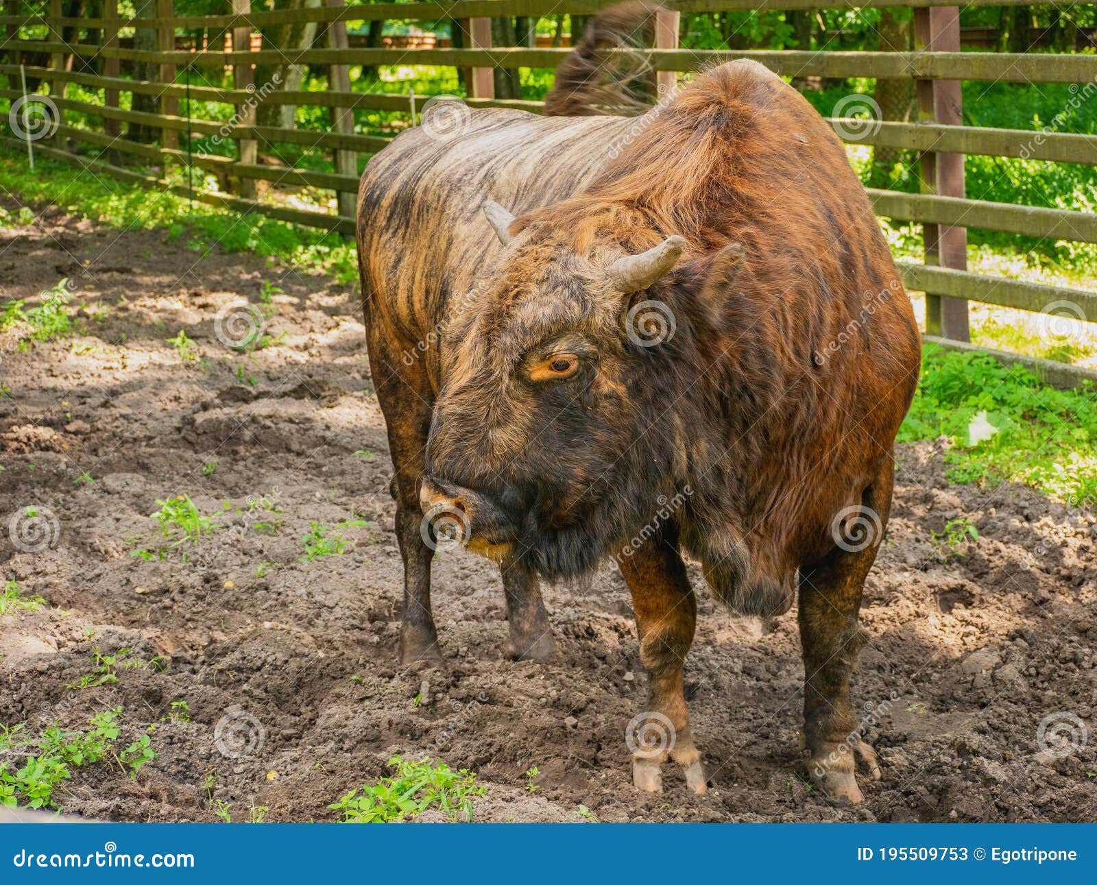 Zubron. a Hybrid of Domestic Cattle and Wisent Stock Image - Image of ... Zubron. a Hybrid of Domestic Cattle and Wisent Stock Image - Image of ...
