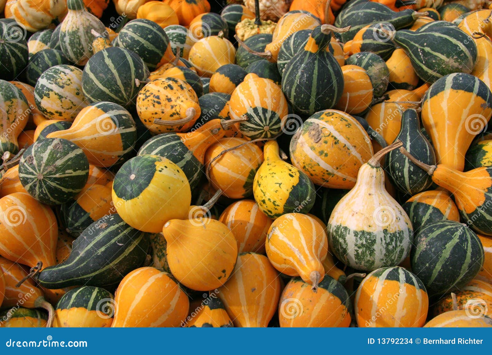 Zucche fotografia stock. Immagine di raccolto, mangi - 13792234