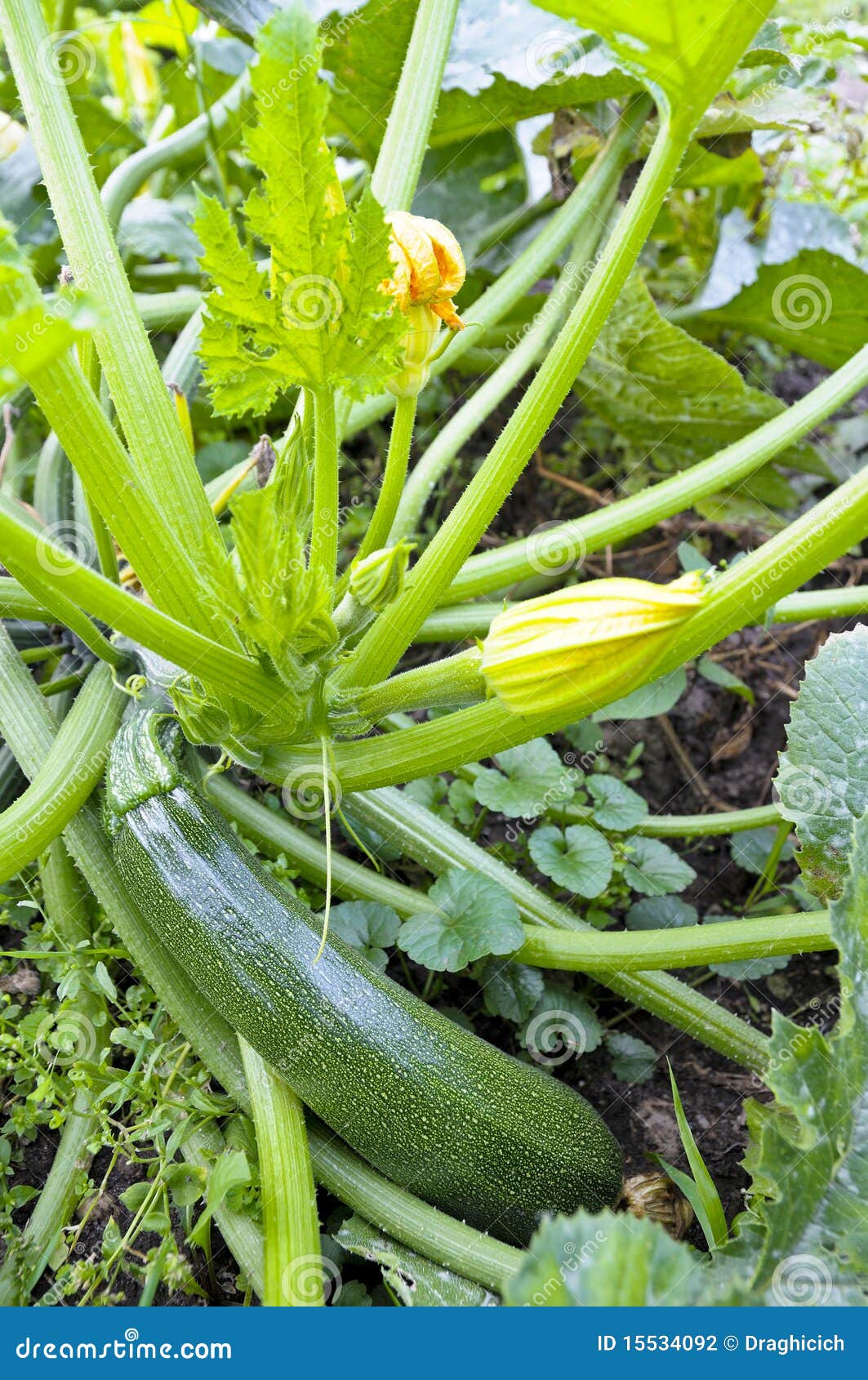 Zucchini stock photo. Image of harvest, garden, gourmet - 15534092