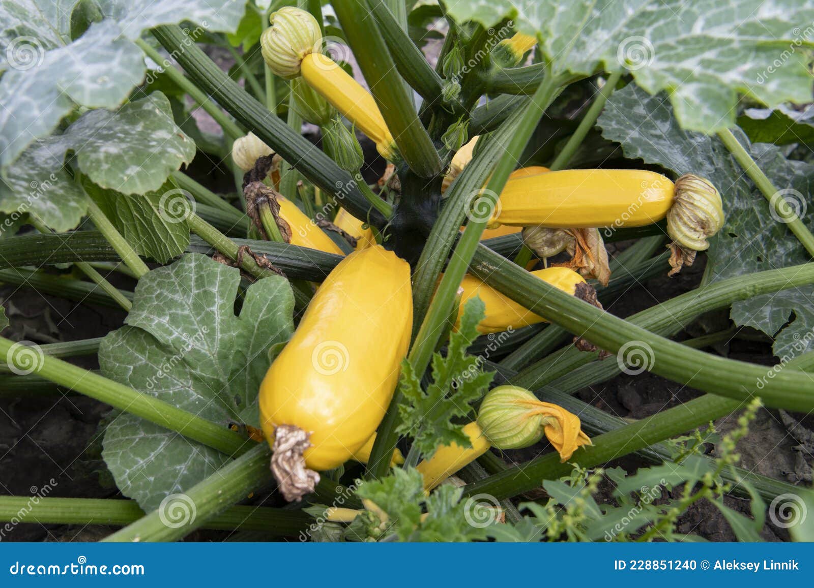 Zucchini Amarillo En Los Arbustos Foto de archivo - Imagen de crezca ...