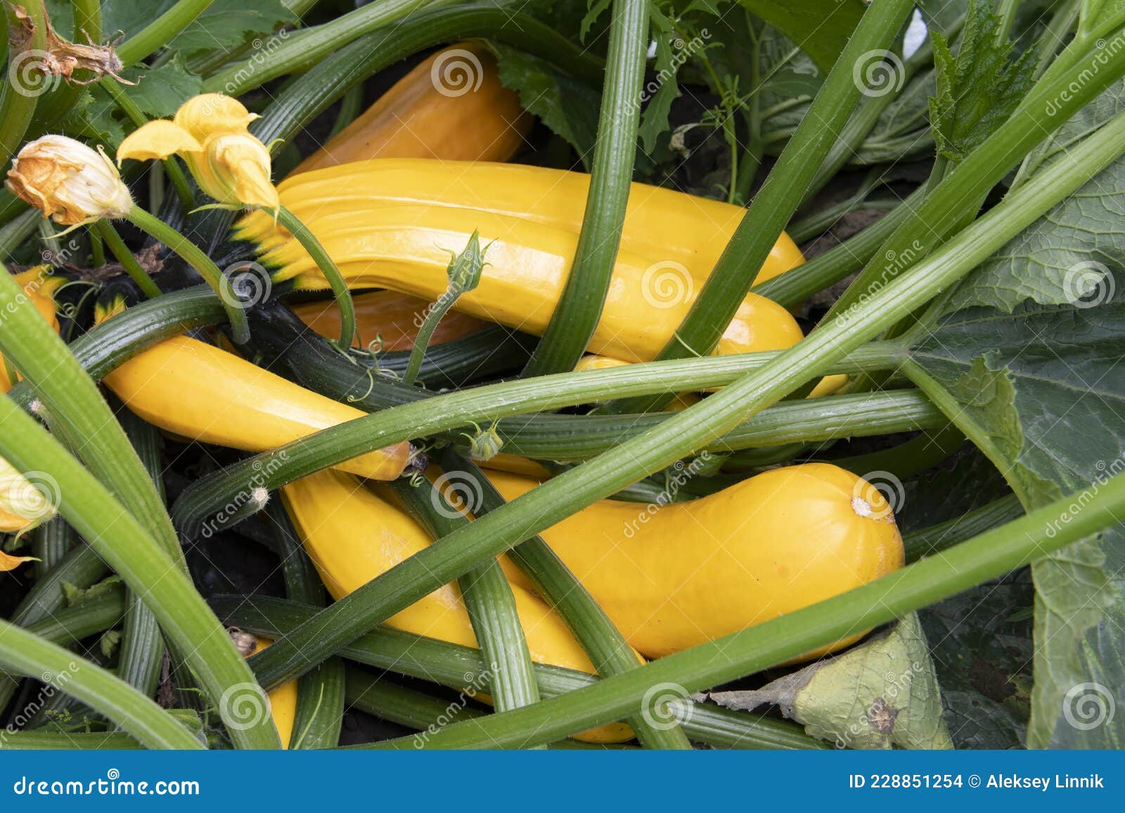 Zucchini Amarillo En Los Arbustos Foto de archivo - Imagen de cierre ...