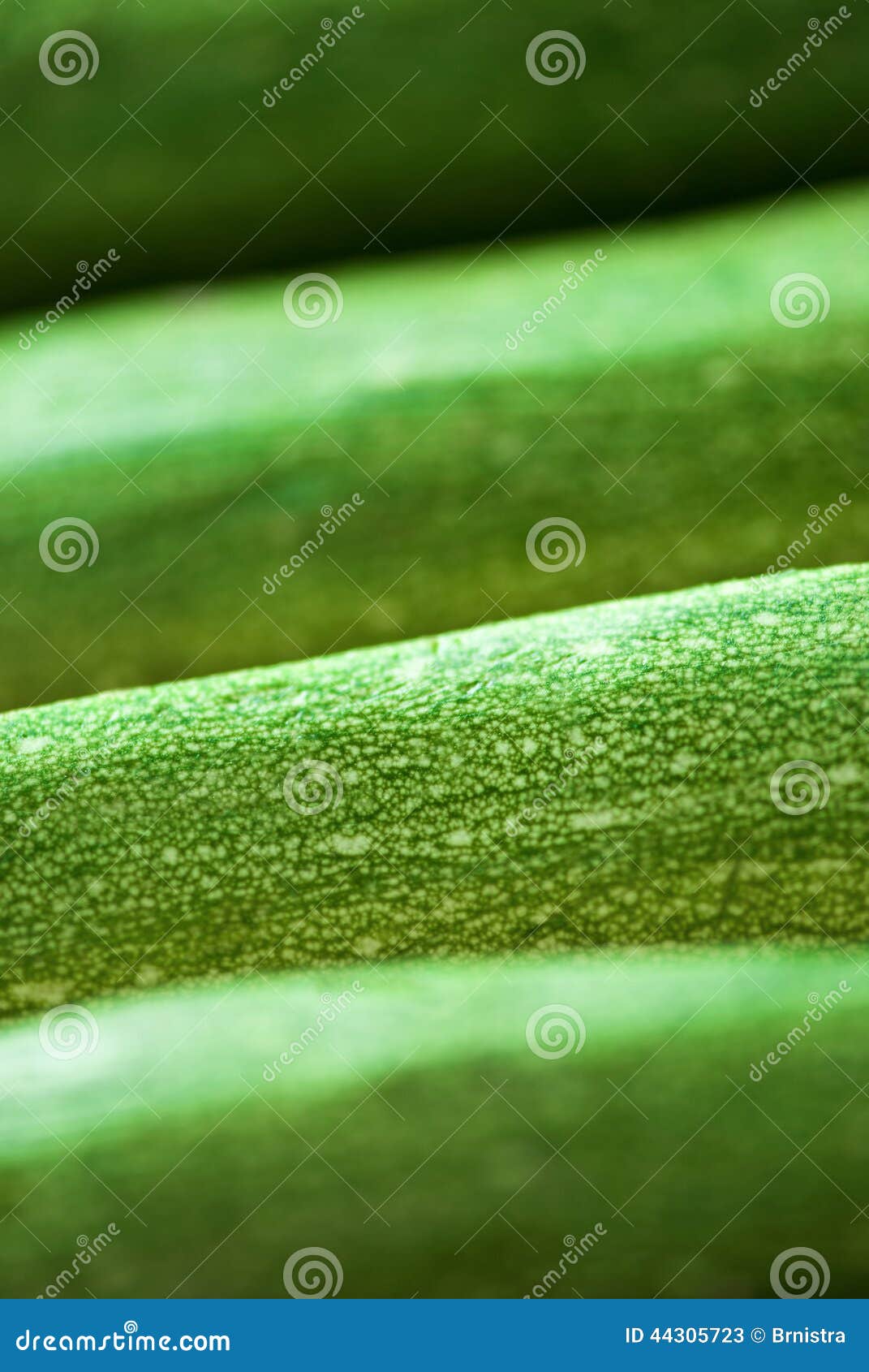 Zucchini stock image. Image of frame, health, healthy - 44305723