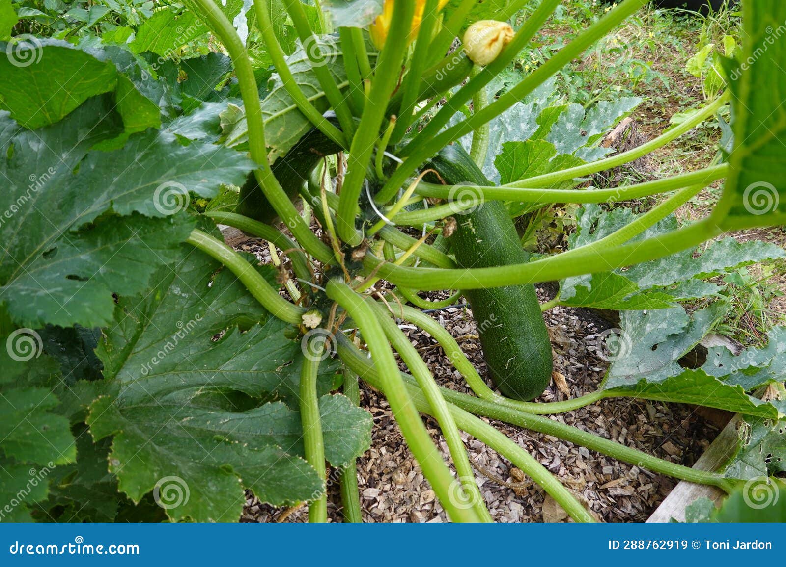 Zucchini Cultivation in Raised Beds. Zucchini with Stake for Vertical ...