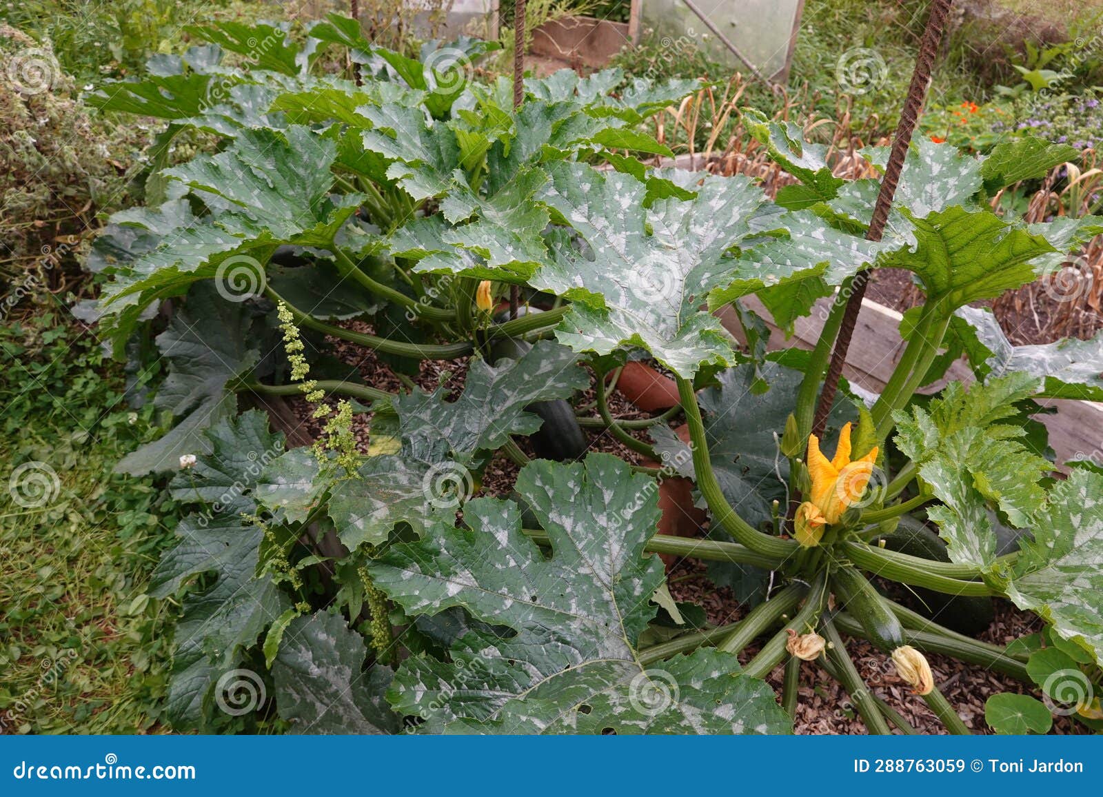 Zucchini Cultivation in Raised Beds. Zucchini with Stake for Vertical ...