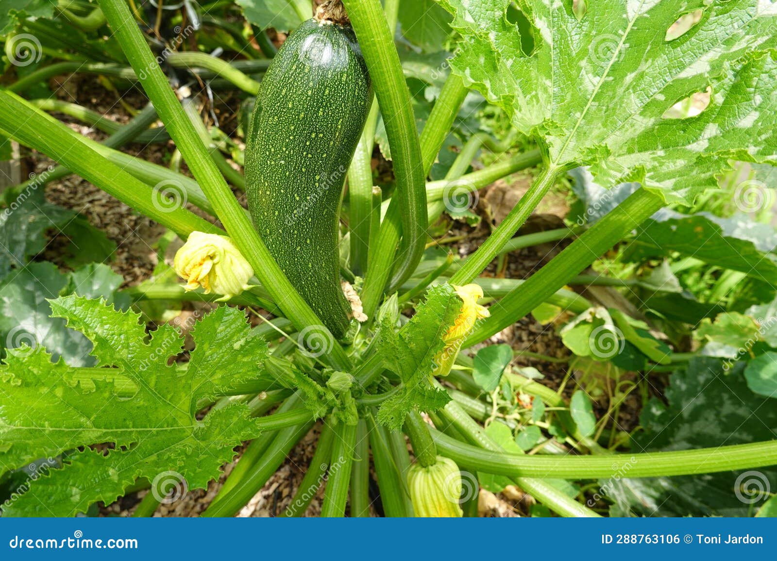 Zucchini Cultivation in Raised Beds. Zucchini with Stake for Vertical ...