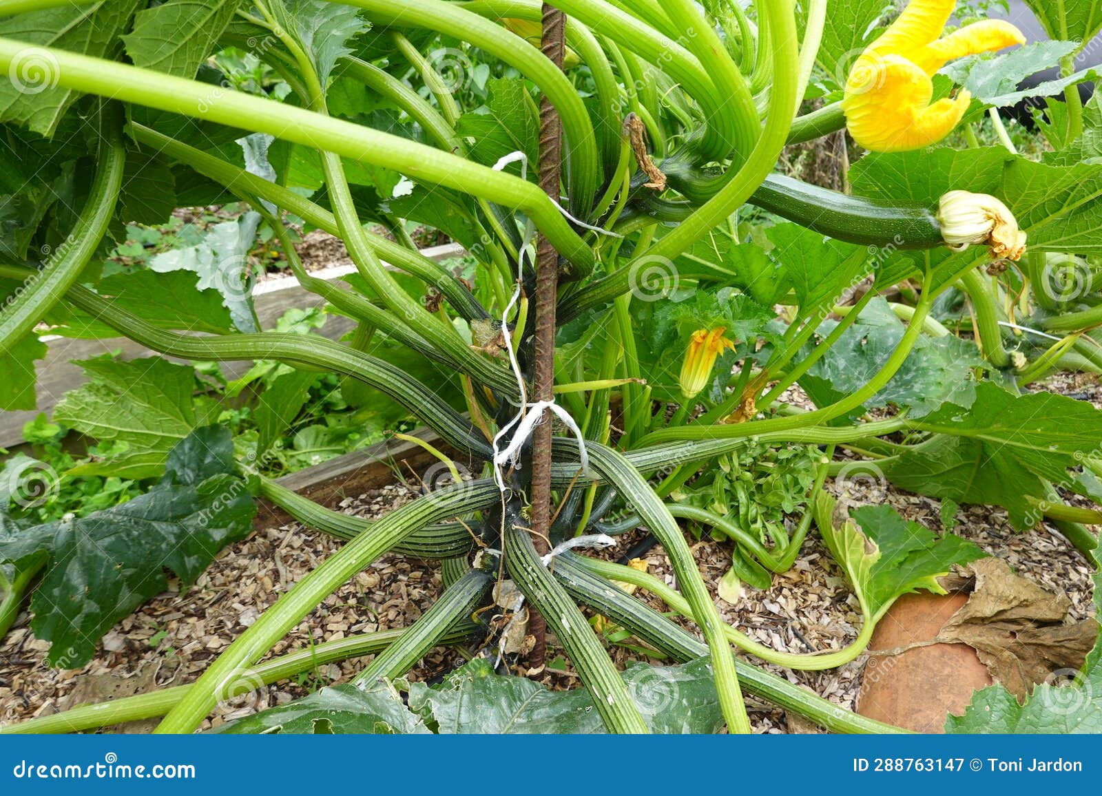Zucchini Cultivation in Raised Beds. Zucchini with Stake for Vertical ...
