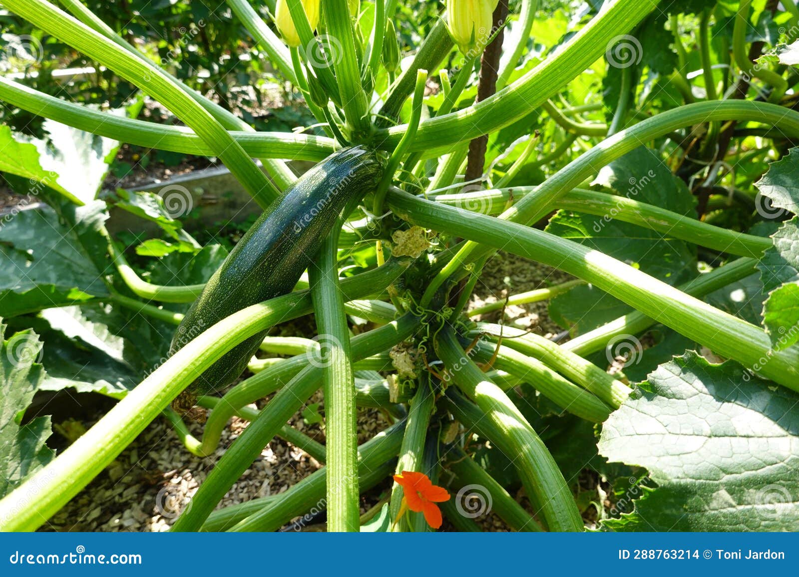 Zucchini Cultivation in Raised Beds. Zucchini with Stake for Vertical ...