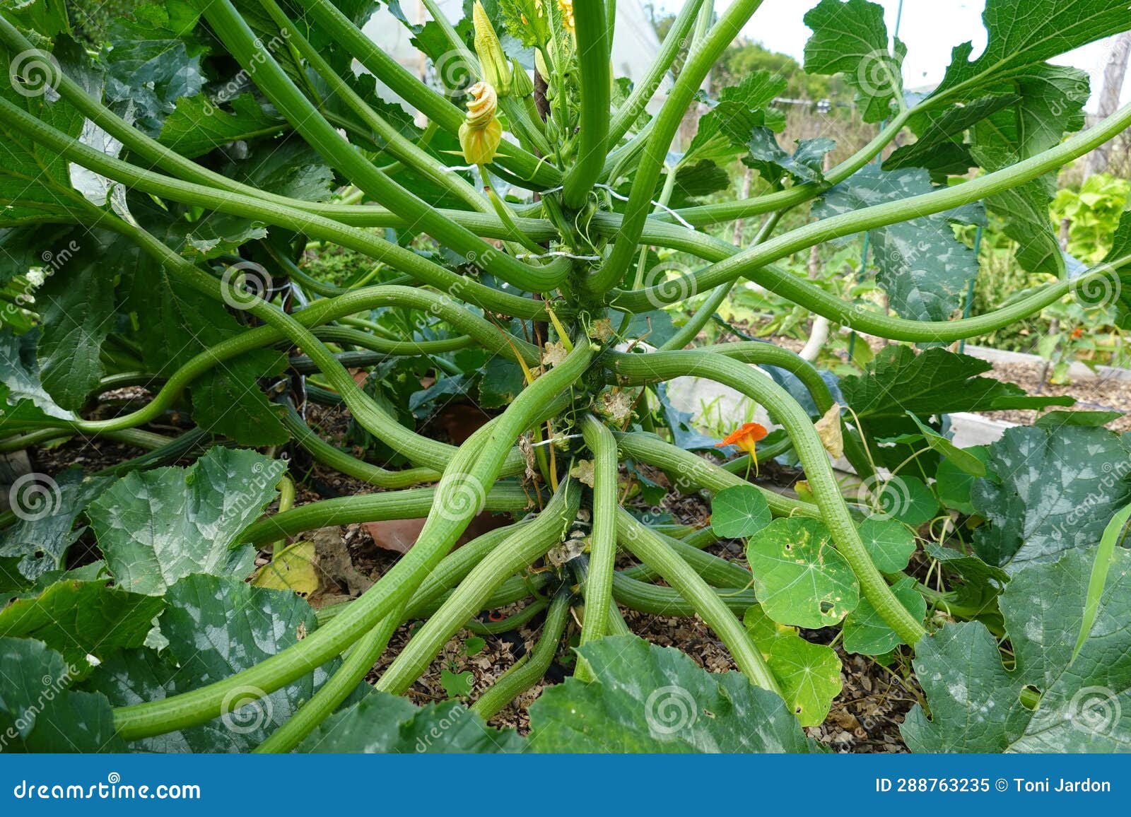 Zucchini Cultivation in Raised Beds. Zucchini with Stake for Vertical ...