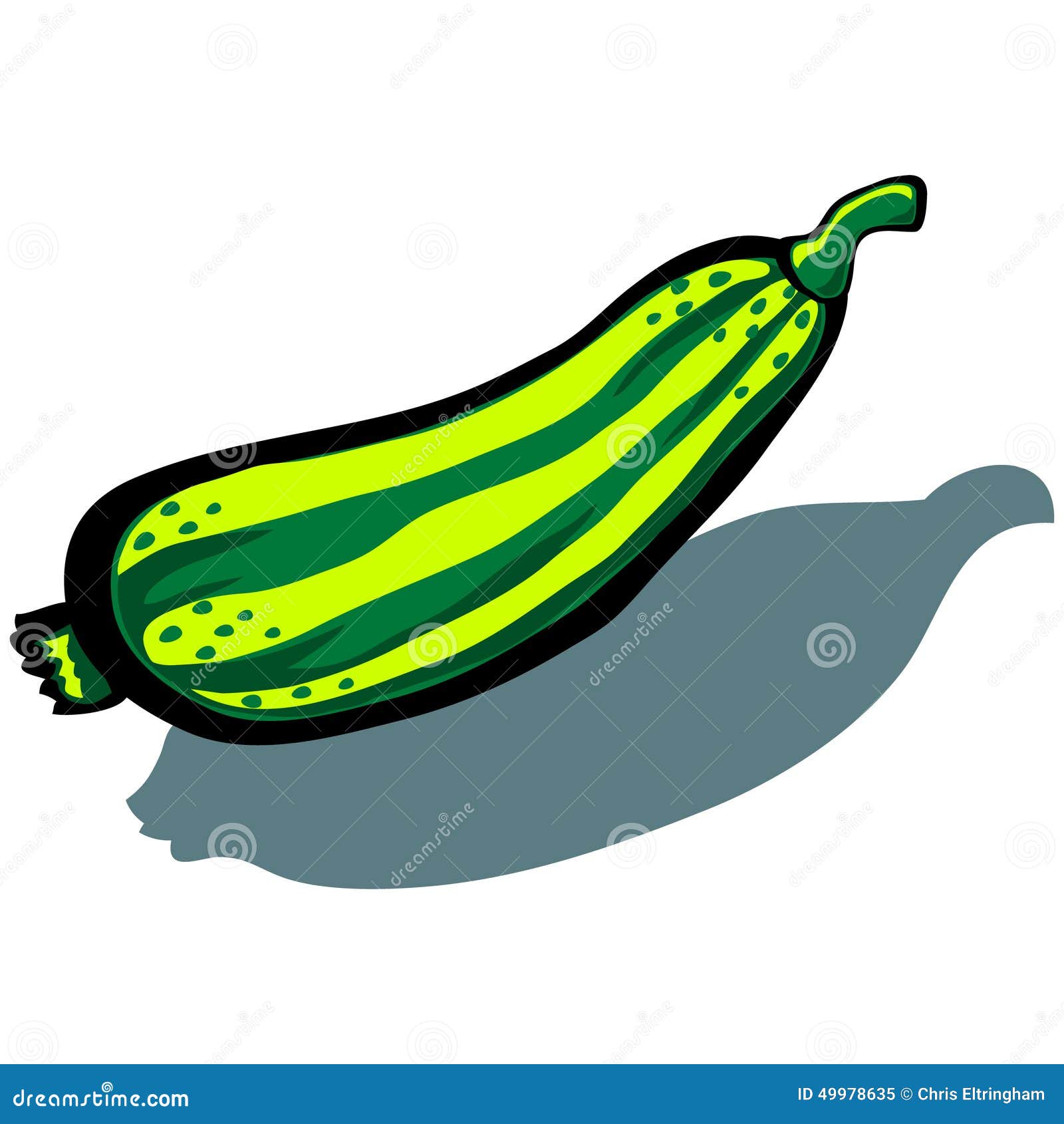 Zucchini stock vector. Illustration of unique, background - 49978635