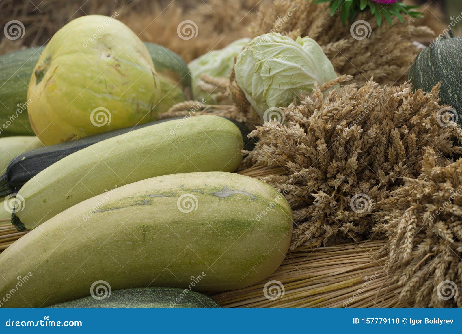 Zucchini of Different Varieties Stock Photo - Image of stilllife ...