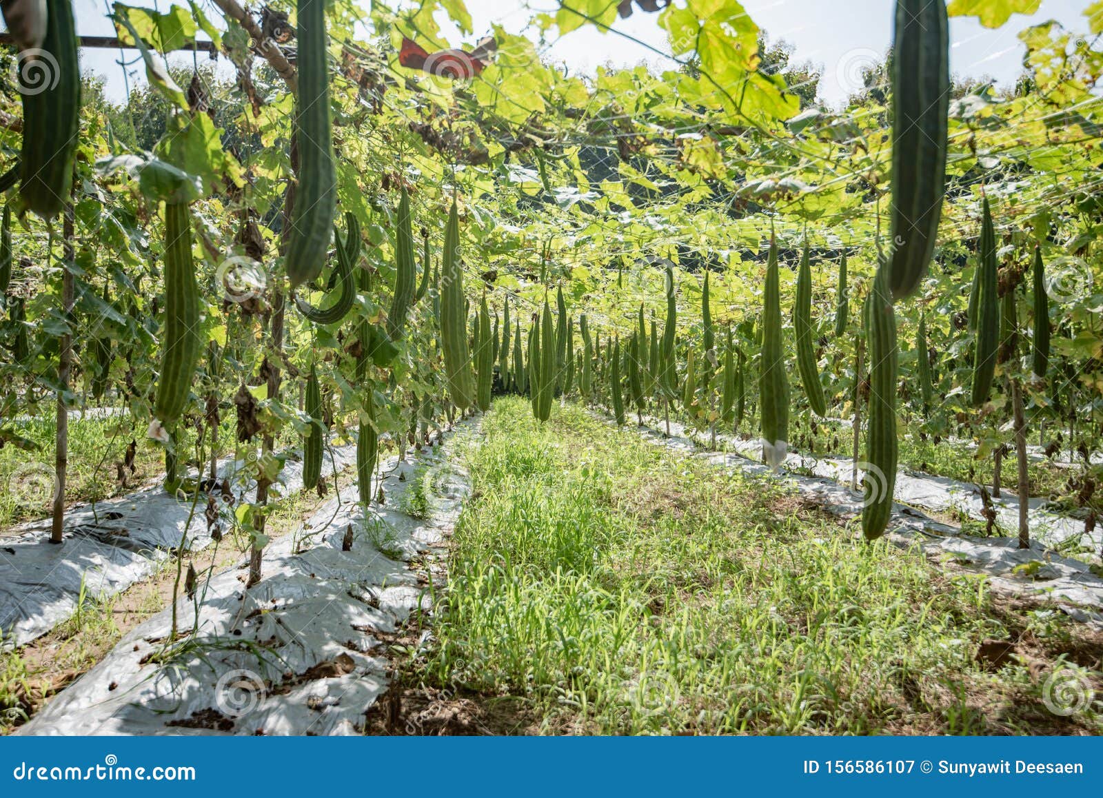 Zucchini Farm, Fresh Zucchini Stock Image - Image of gardening, harvest ...