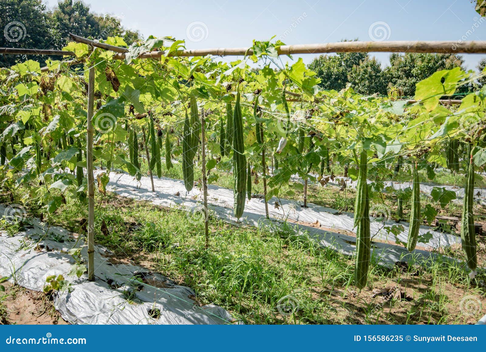 Zucchini Farm, Fresh Zucchini Stock Image - Image of nutrition, outdoor ...
