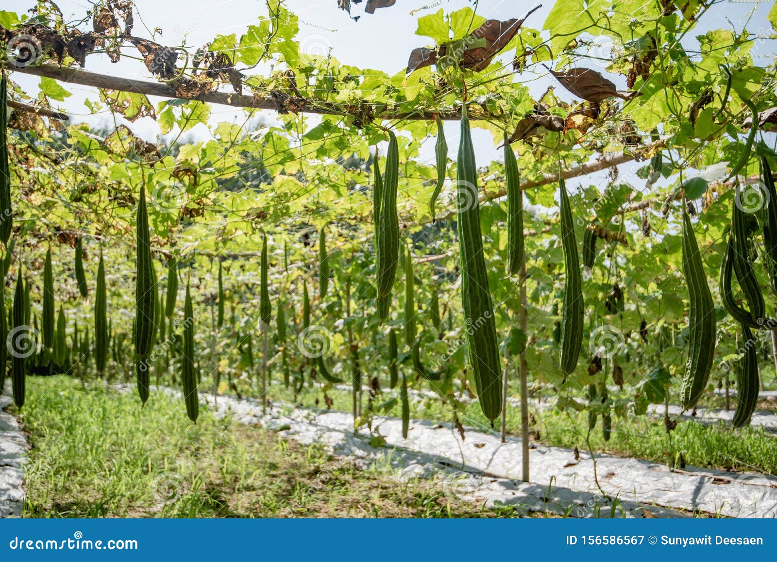 Zucchini Farm, Fresh Zucchini Stock Image - Image of field, closeup ...