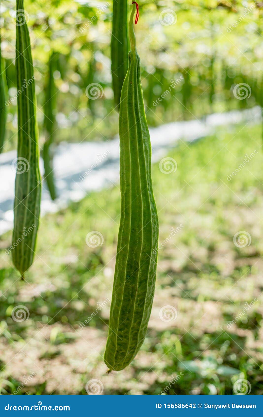 Zucchini Farm, Fresh Zucchini Stock Photo - Image of closeup, nature ...