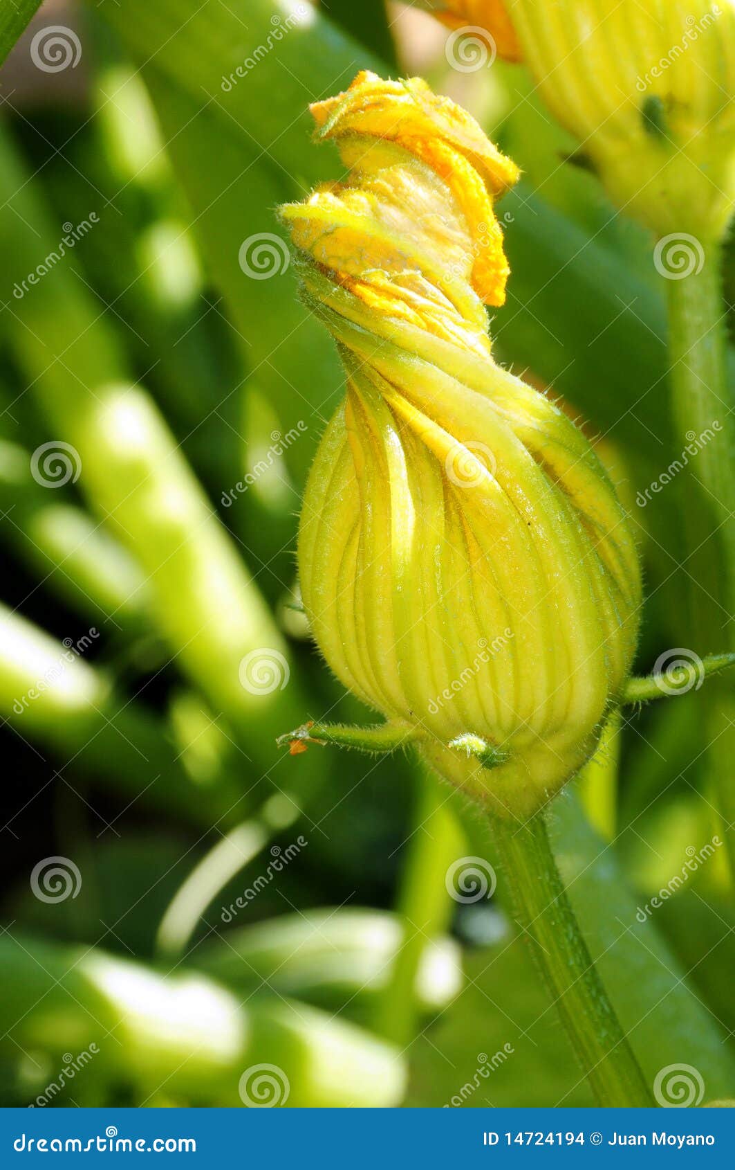 Zucchini And Zucchini Flower At Different Growth Stages Stock ...