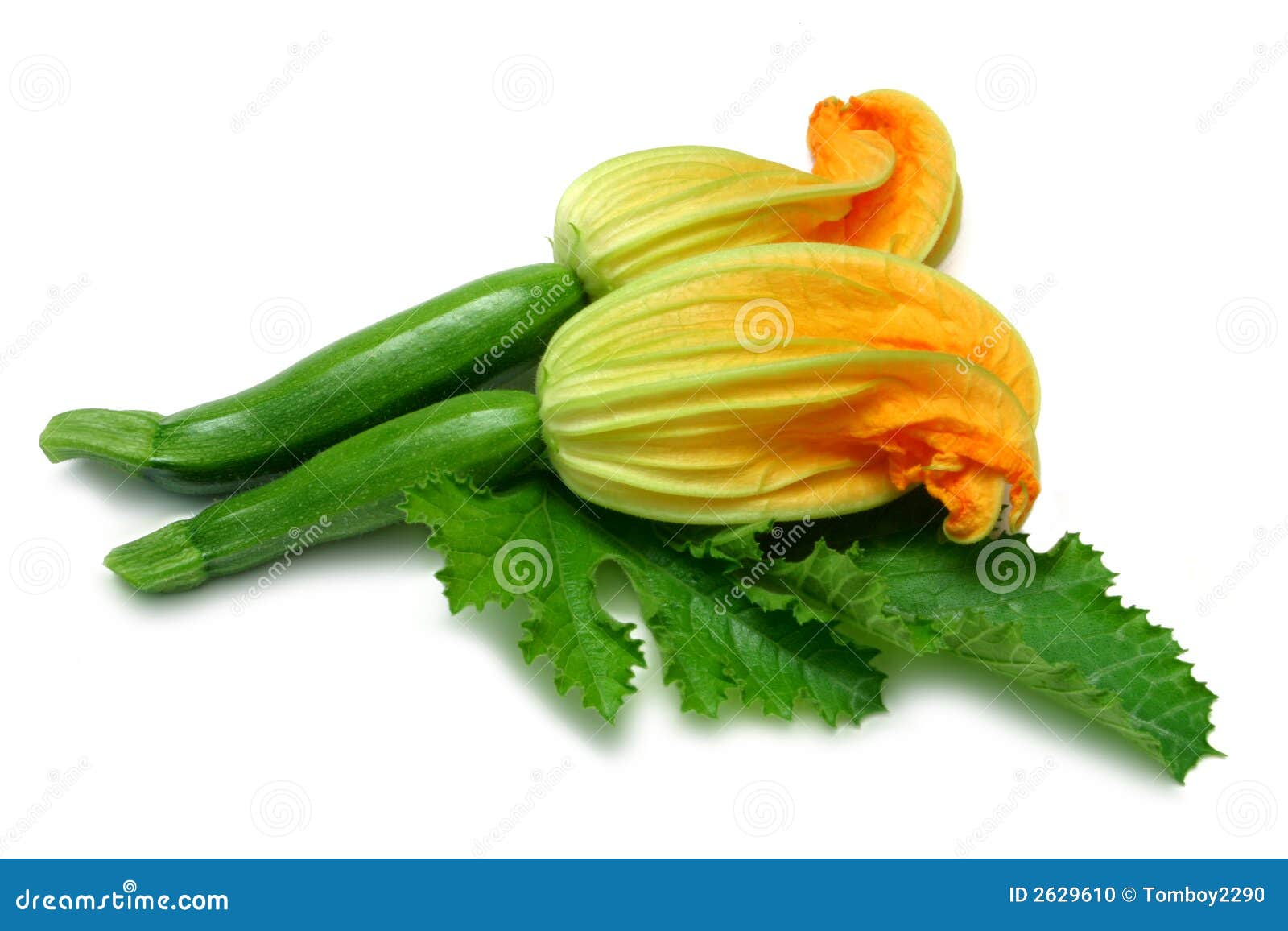 Zucchini with flower stock photo. Image of flower, zucchini - 2629610
