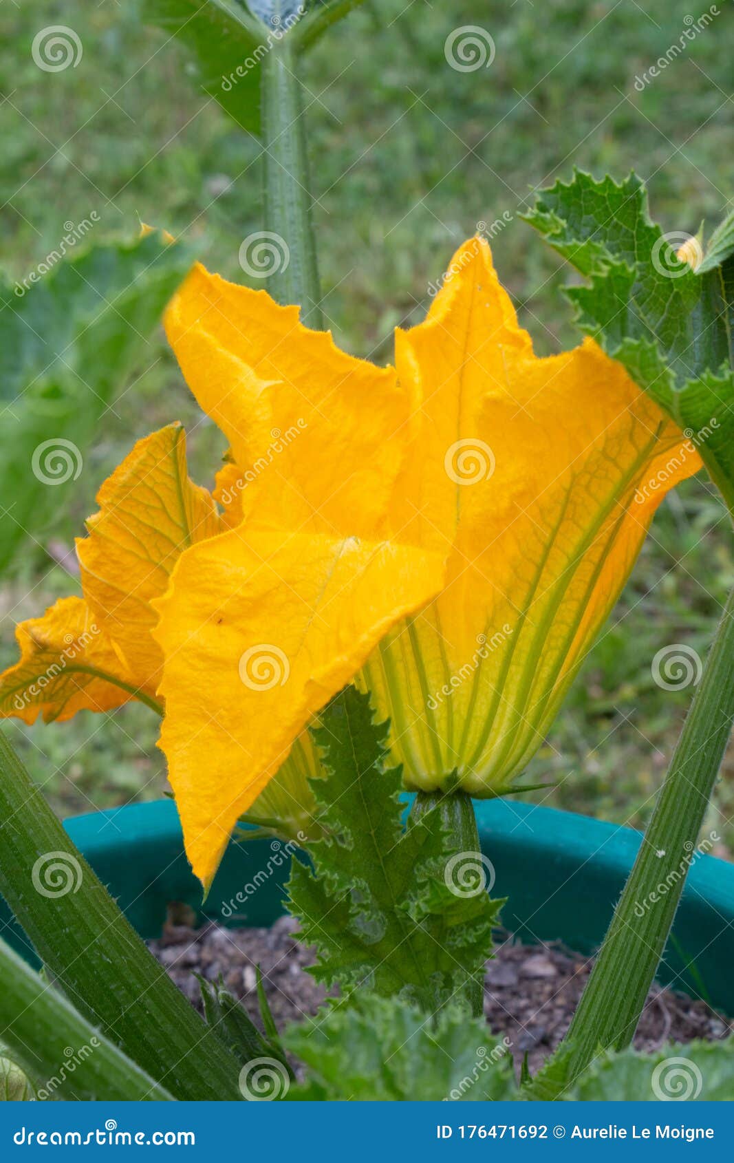 Zucchini Flower in a Garden Stock Photo - Image of zucchini, stem ...
