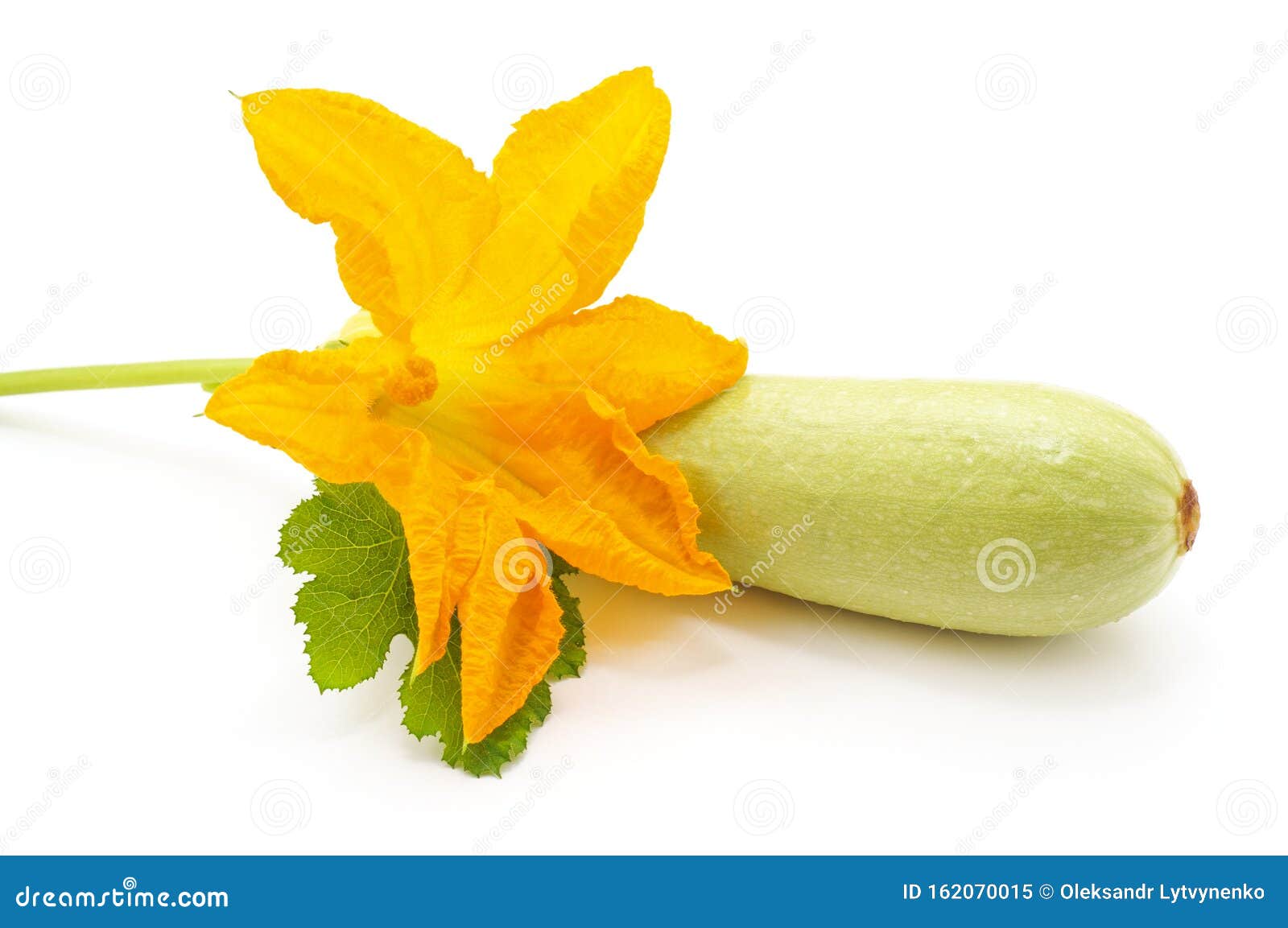 Zucchini with flower stock image. Image of dinner, nature - 162070015