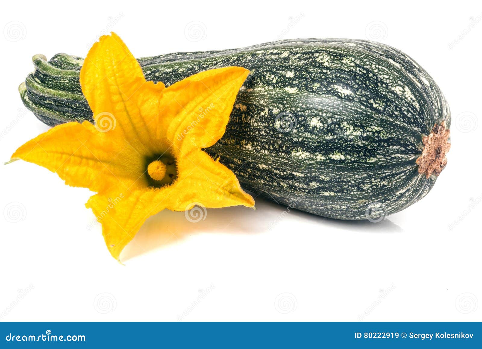 Zucchini with Flower Isolated on White Background Stock Image - Image ...