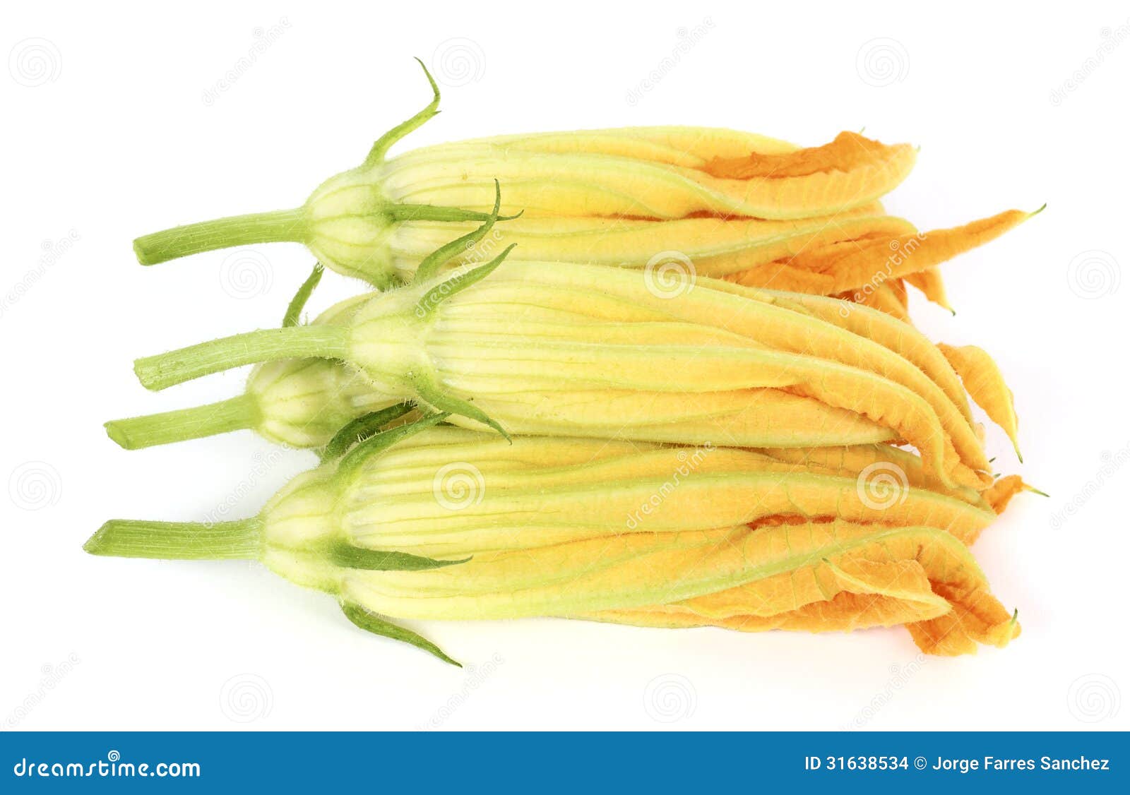 Zucchini Flower stock photo. Image of flowers, food, isolated - 31638534