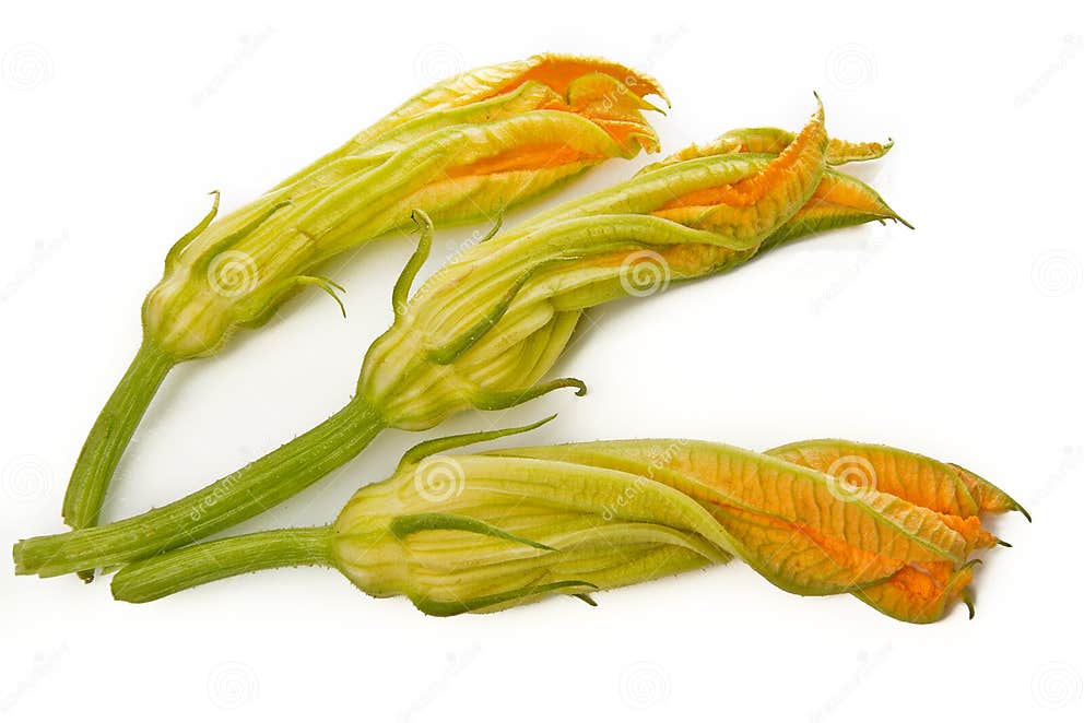 Zucchini flowers isolated stock image. Image of vegan - 27291407
