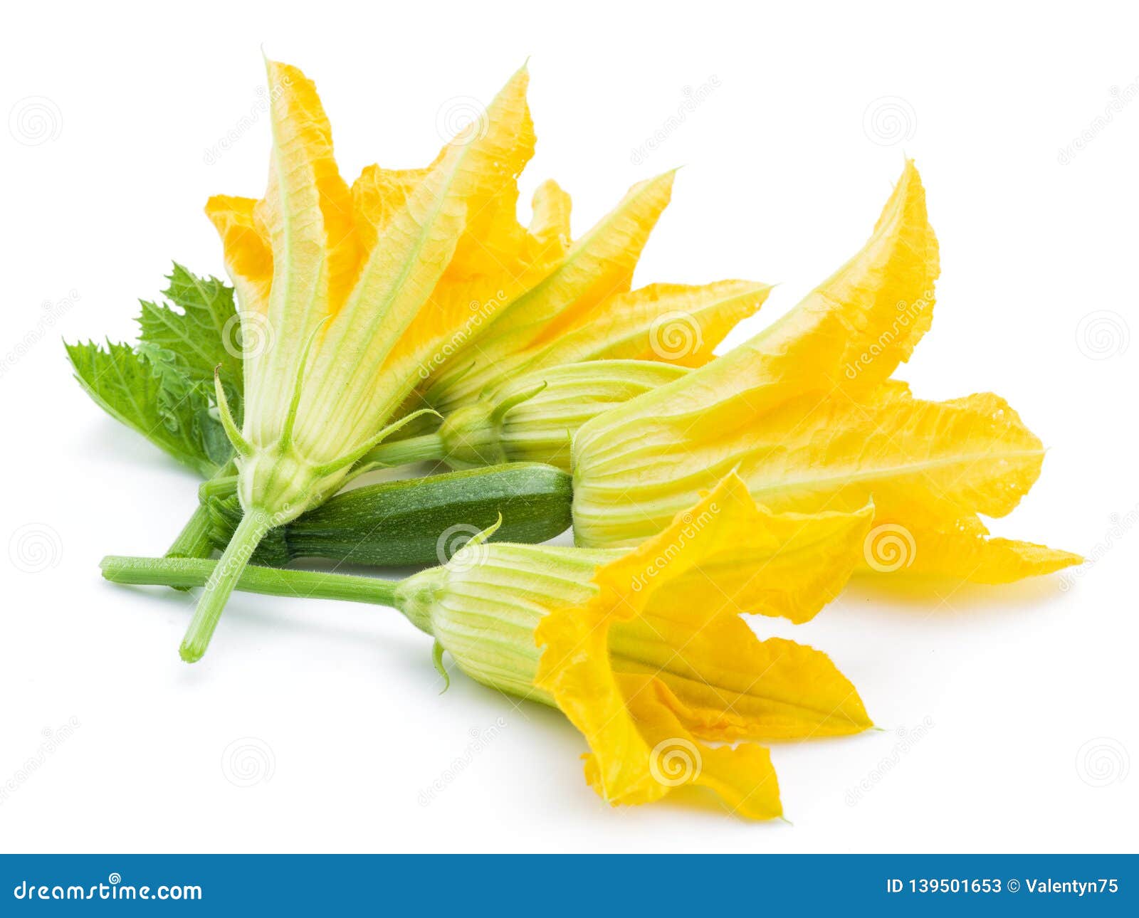 Zucchini Flowers on a White Background Stock Image - Image of isolated ...