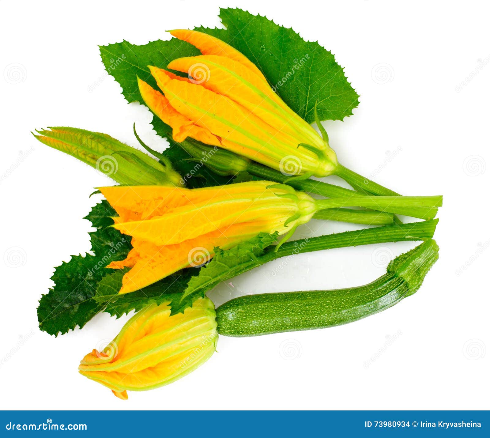 Zucchini Flowers on a White Background Stock Photo - Image of nature ...