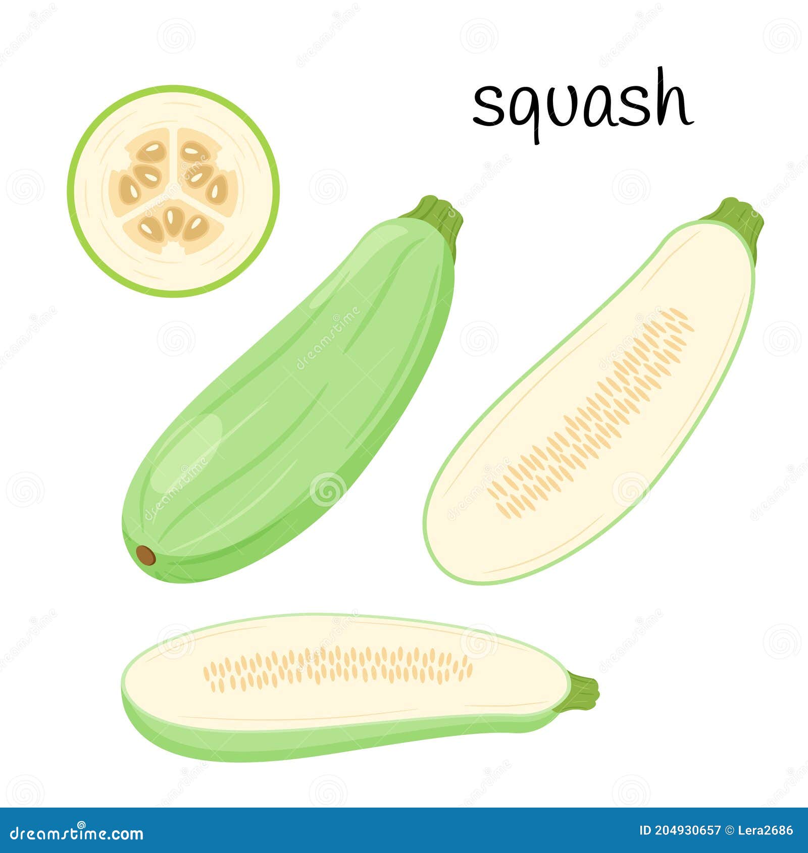 Zucchini is Fresh. Squash Whole, Half with Seeds and Slice in Cross ...