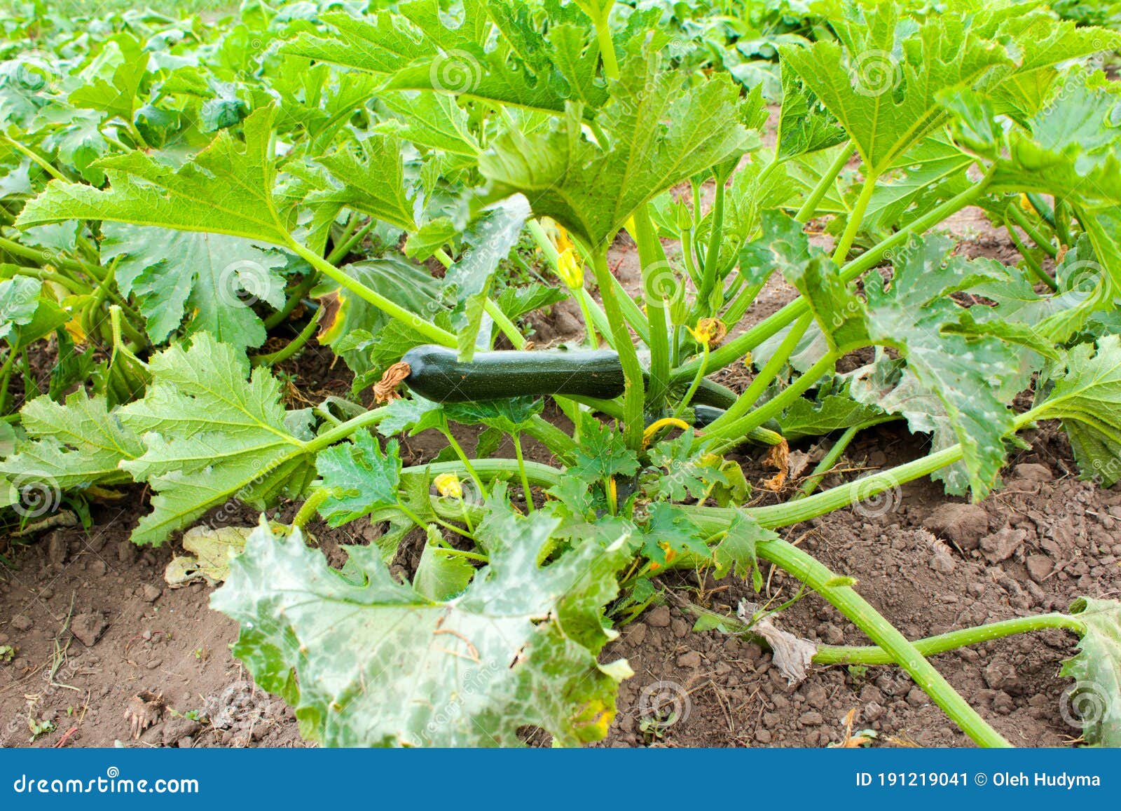 Zucchini Fruit and Zucchini Color with Leaves on the Ground Stock Image ...