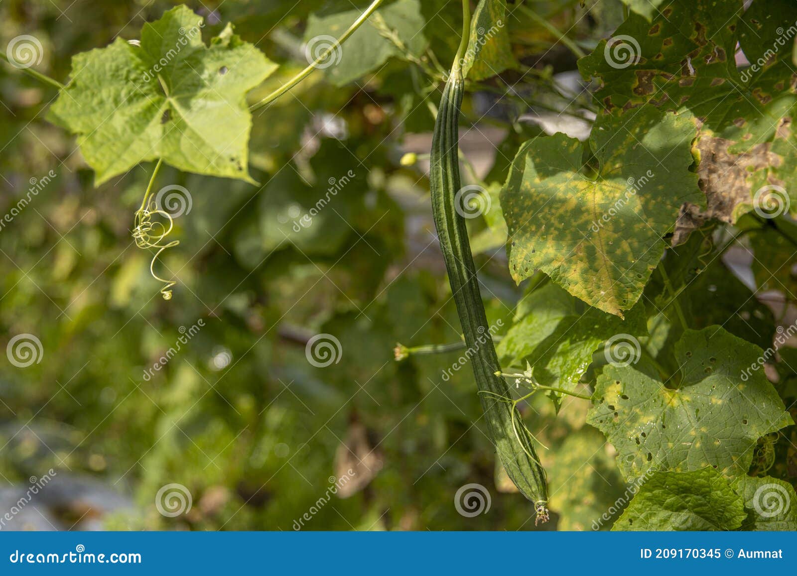 The Zucchini Fruit on the Tree in the Garden Stock Image - Image of ...
