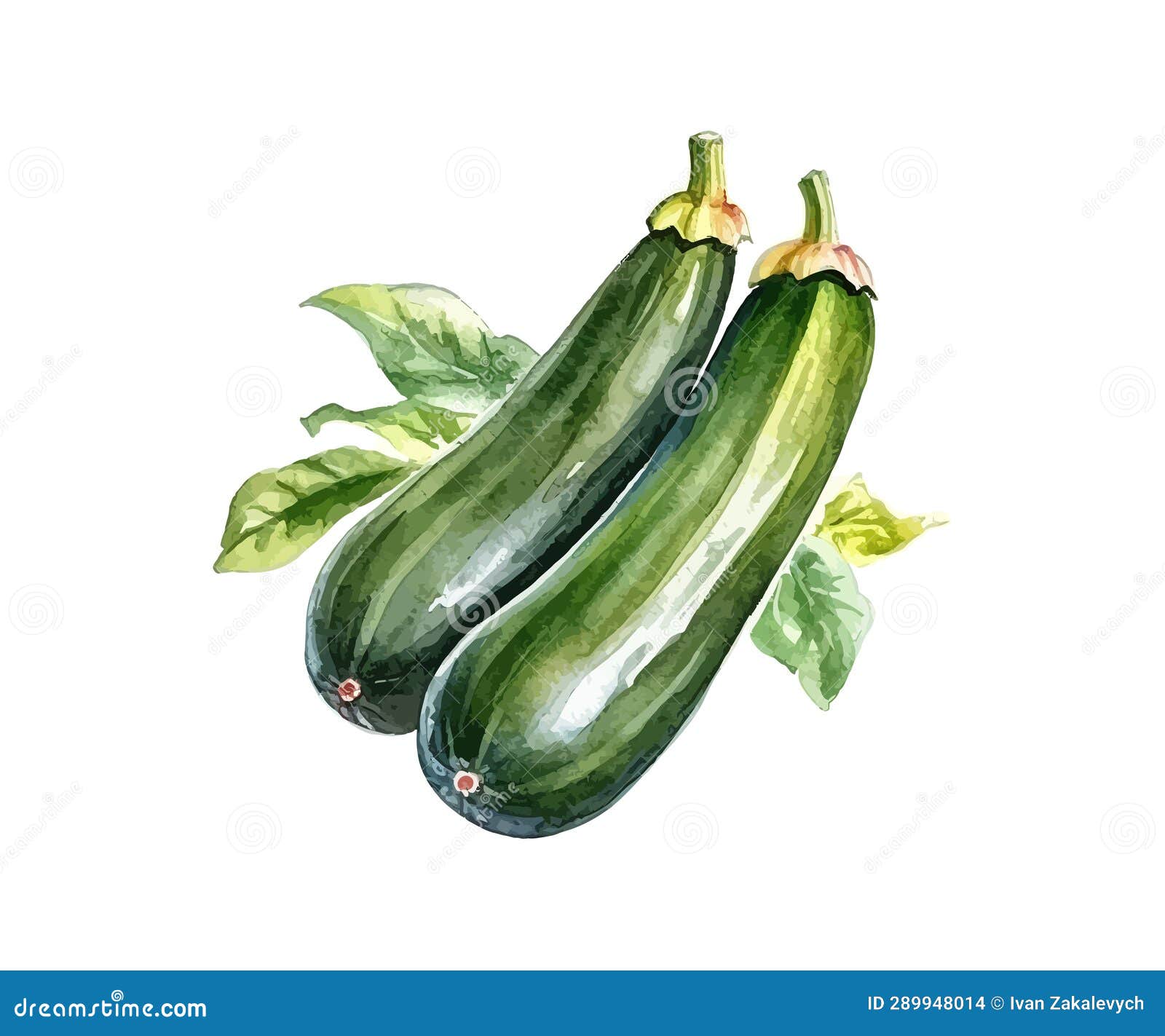 Zucchini. Hand Drawn Watercolor Stock Vector - Illustration of food ...