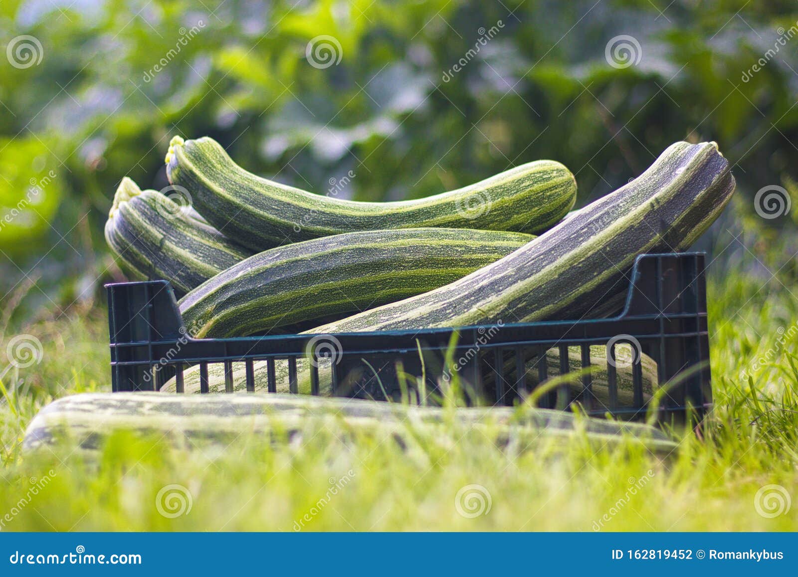 Zucchini Harvest - Courgettes in a Box Stock Photo - Image of basket ...