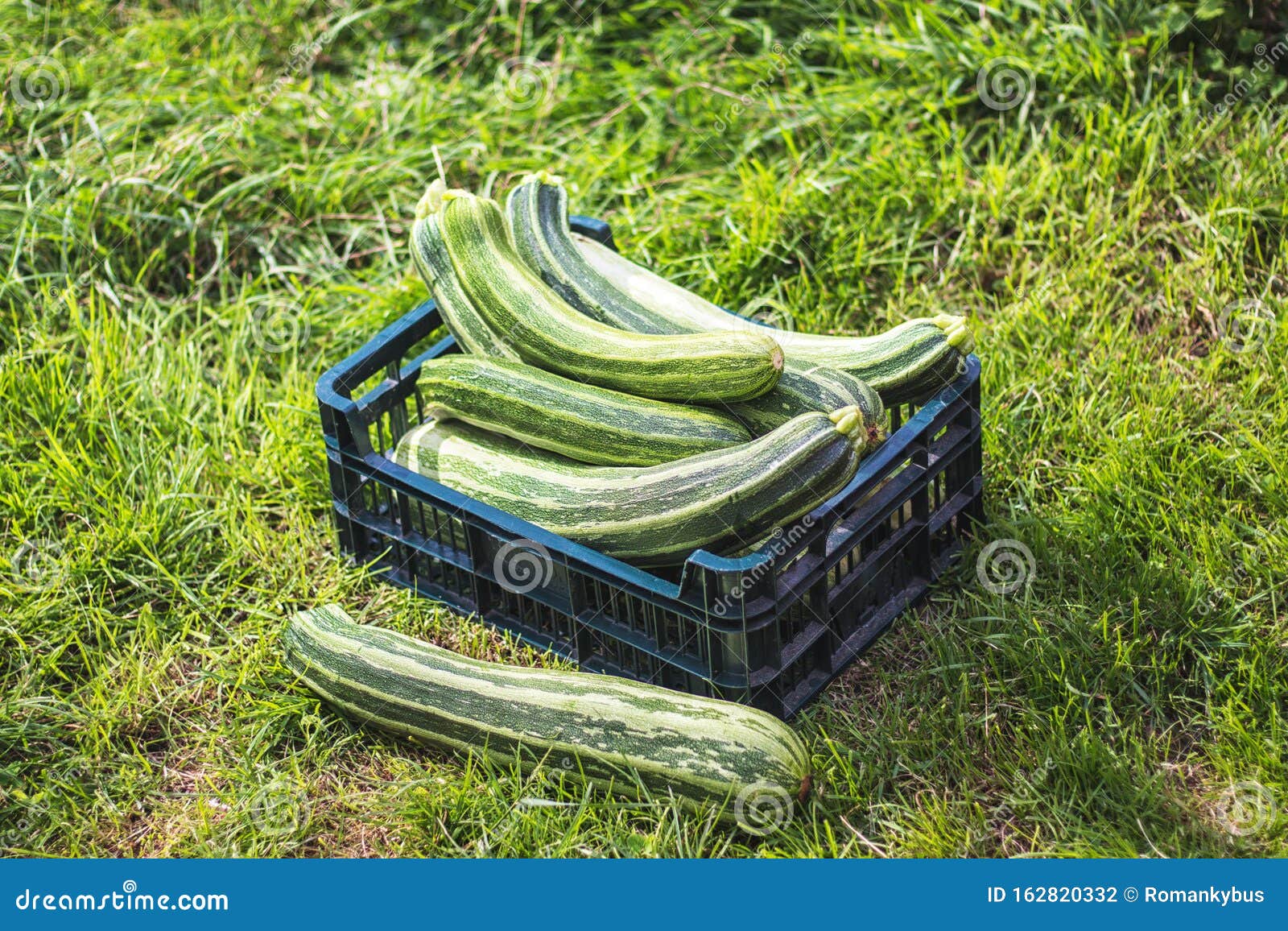 Zucchini Harvest - Courgettes in a Box Stock Photo - Image of delicious ...