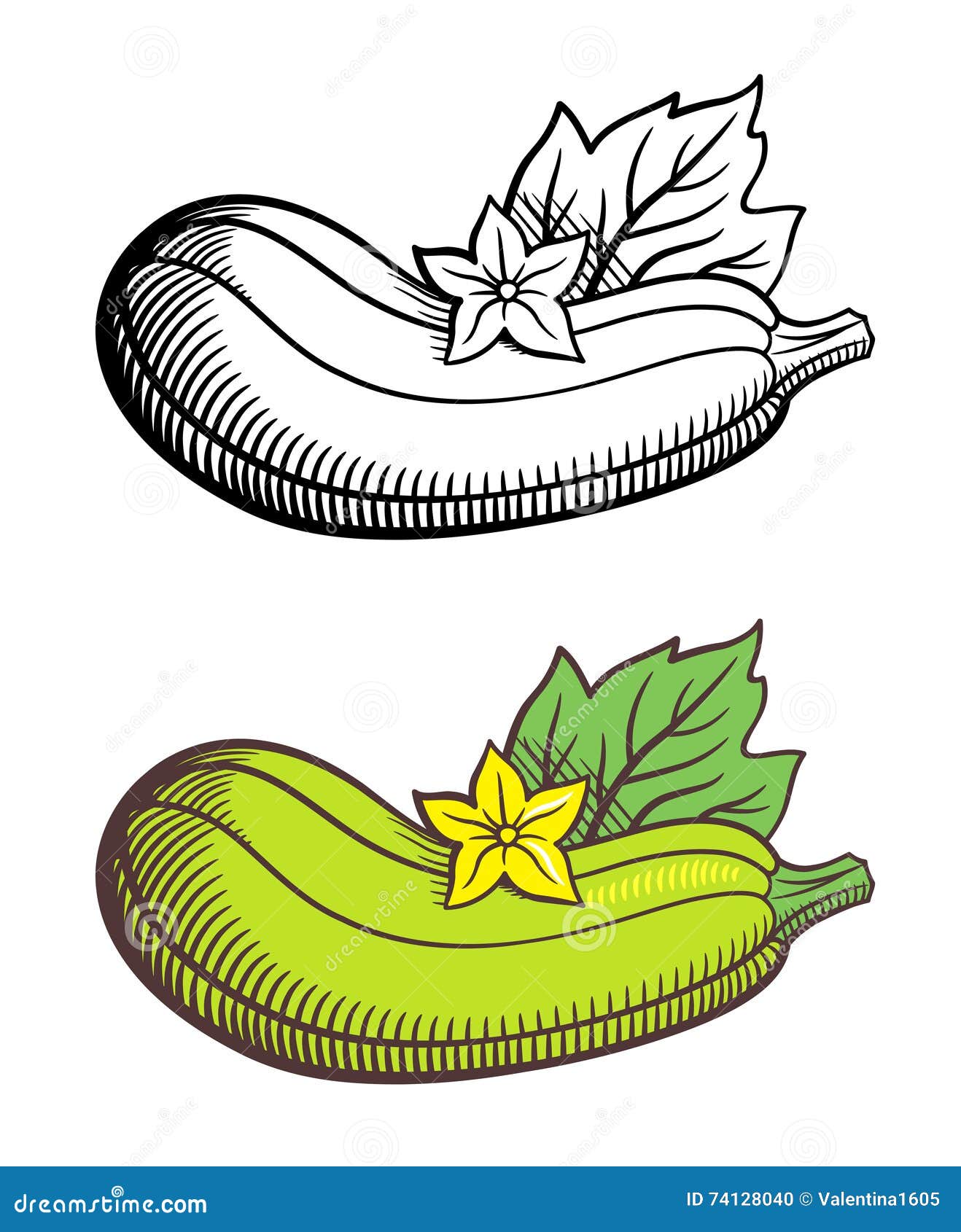 Zucchini illustration stock vector. Illustration of green - 74128040