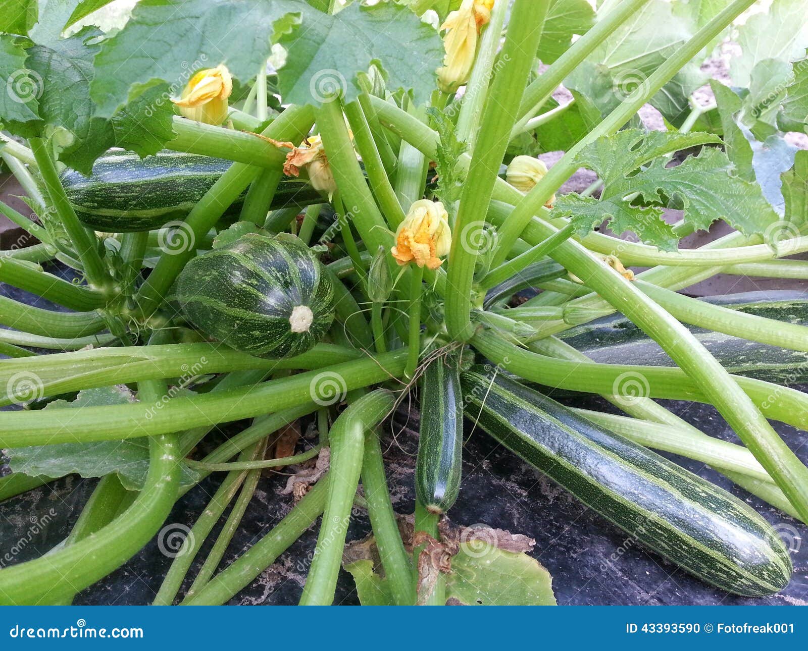 Zucchini plant stock photo. Image of growing, cucumis - 43393590