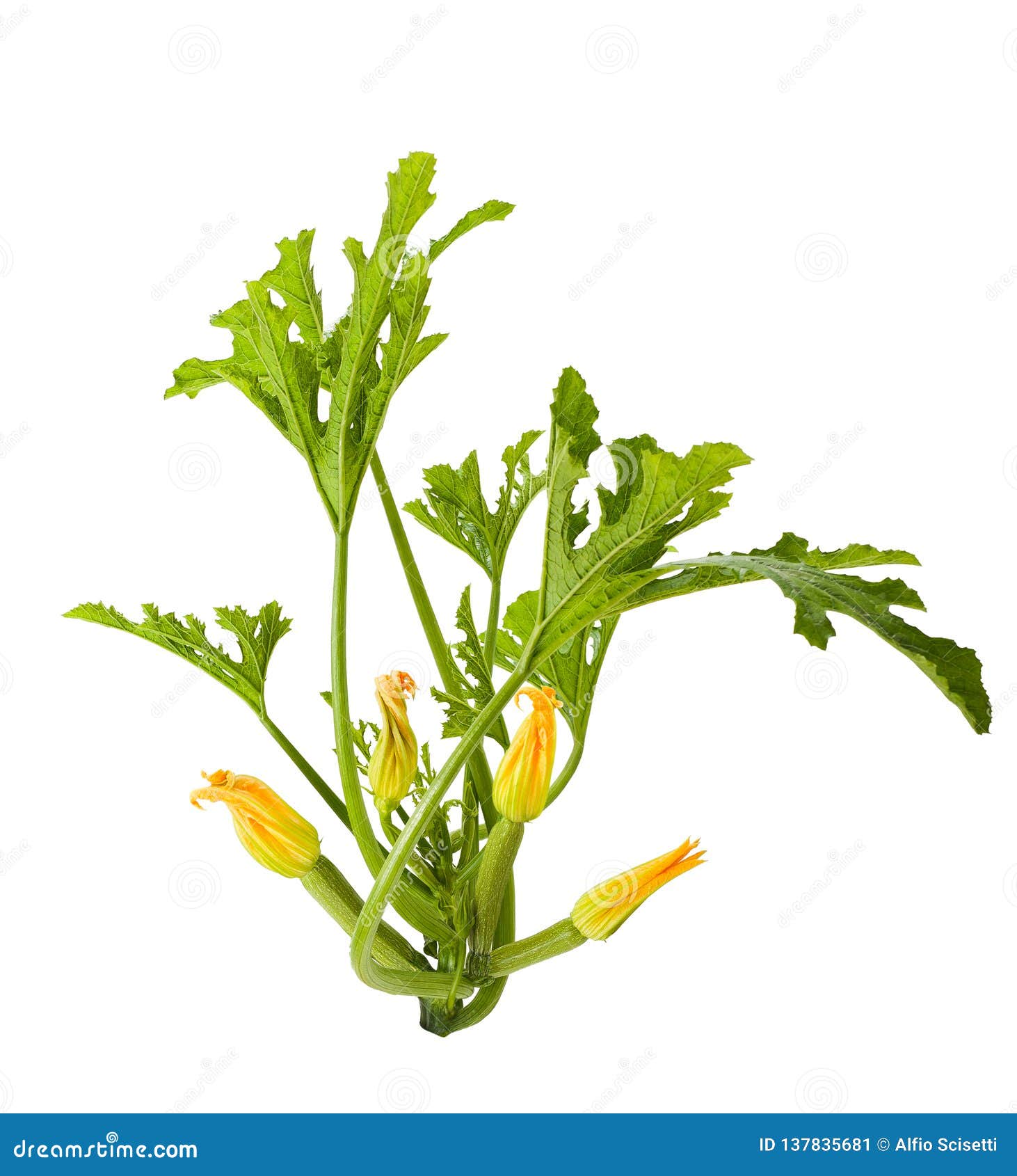 Zucchini plant stock image. Image of plant, ingredient - 137835681