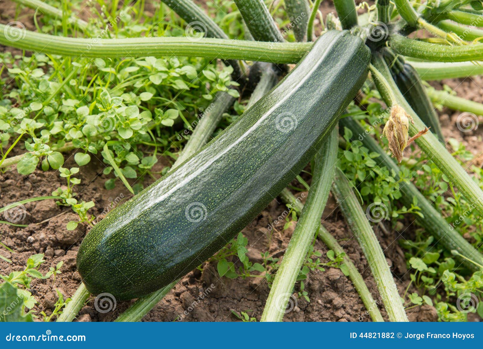 Zucchini stock photo. Image of natural, botany, cultivated - 44821882