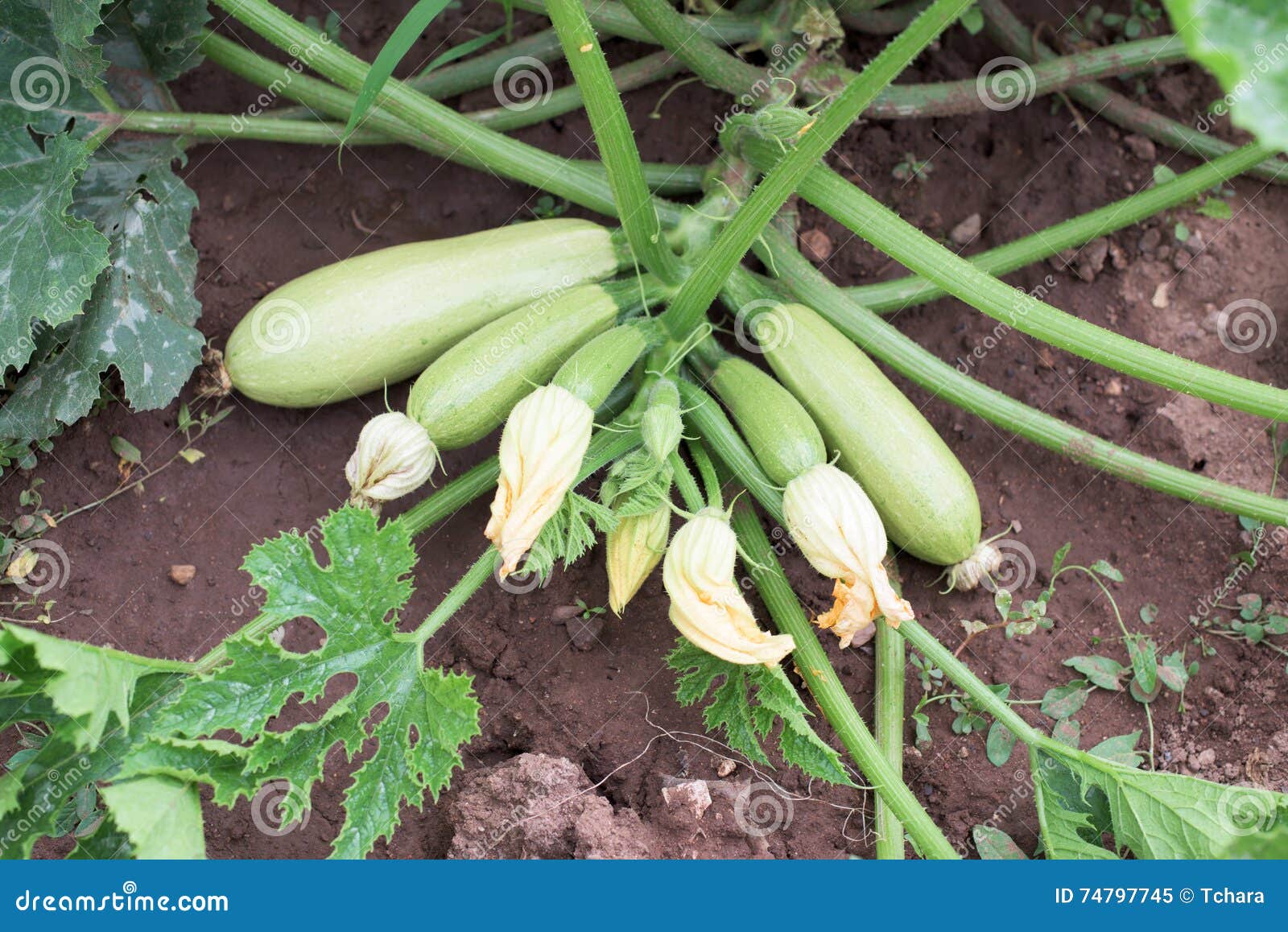 Zucchini plant stock image. Image of plant, healthy, summer - 74797745