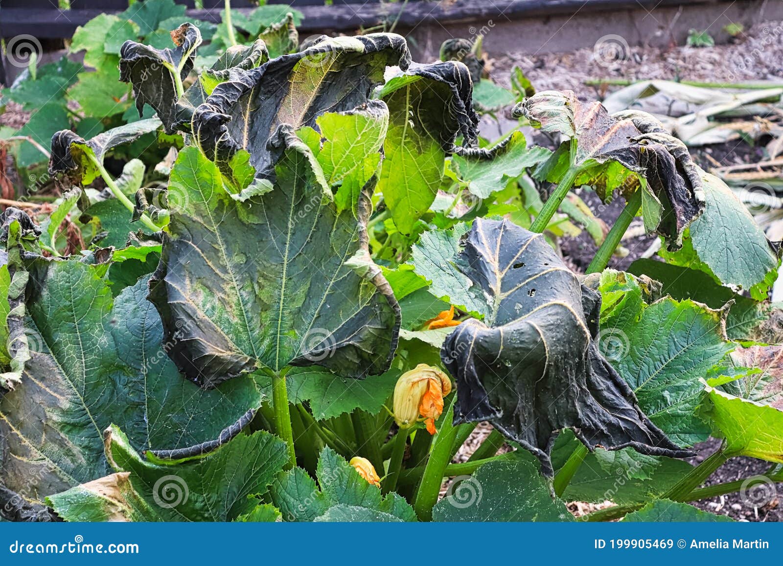 Zucchini Plants Damaged by a Heavy Fall Frost Stock Image - Image of ...