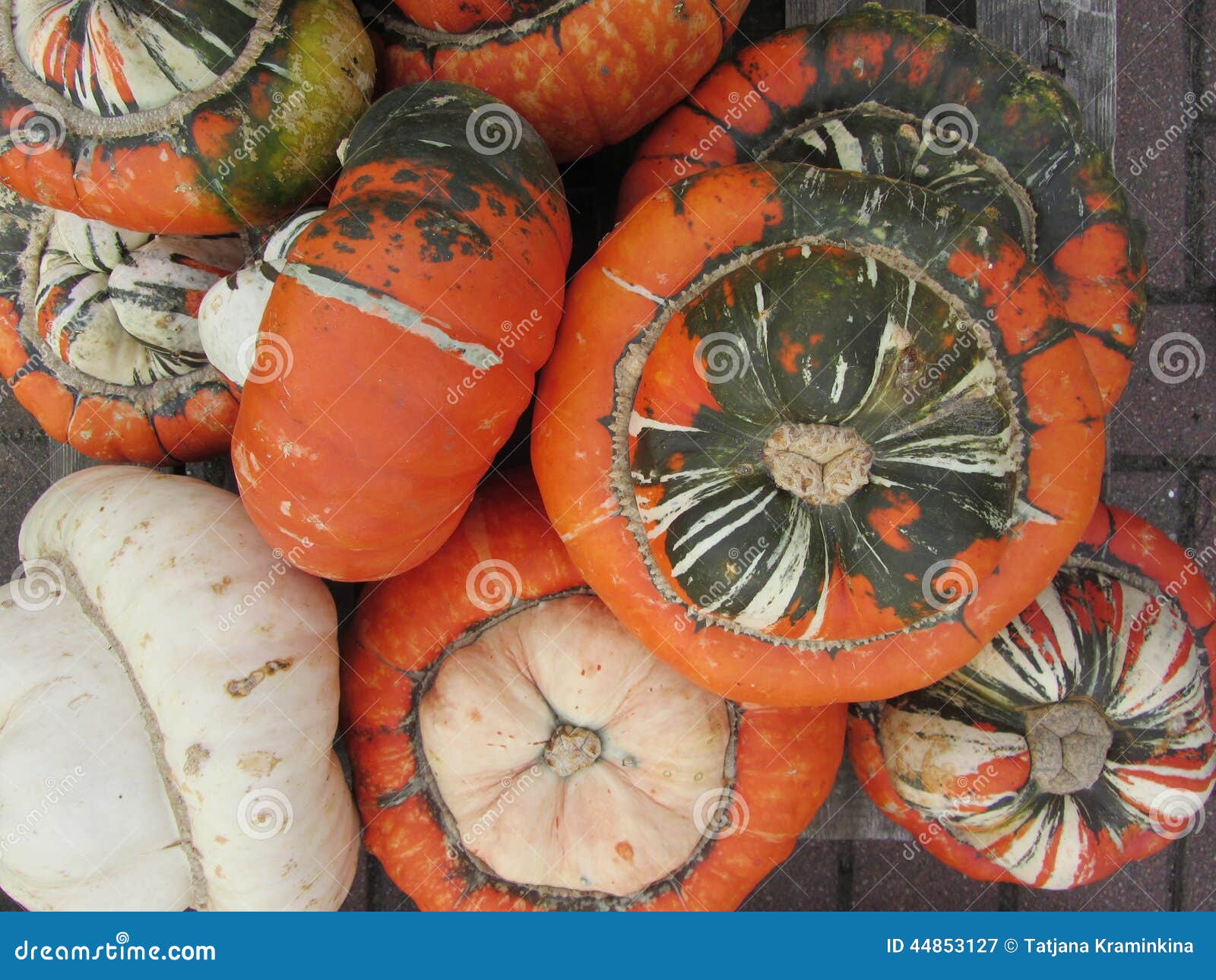 Zucchini, Pumpkin and Gourd Stock Image - Image of organic, botany ...