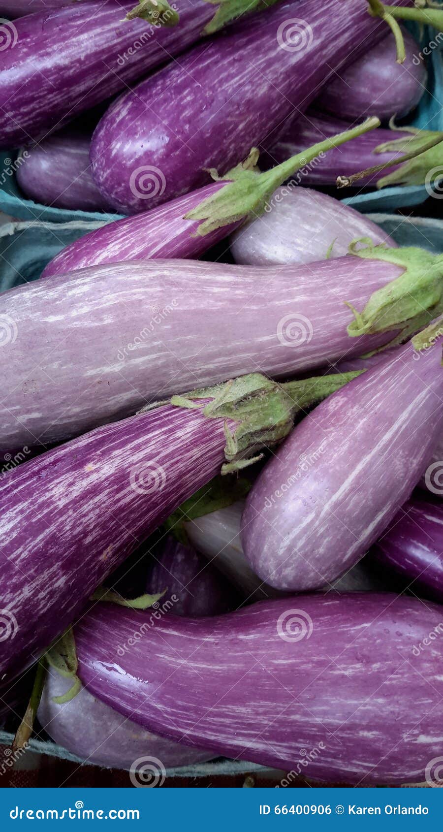 Zucchini stock photo. Image of farmers, food, zucchini - 66400906